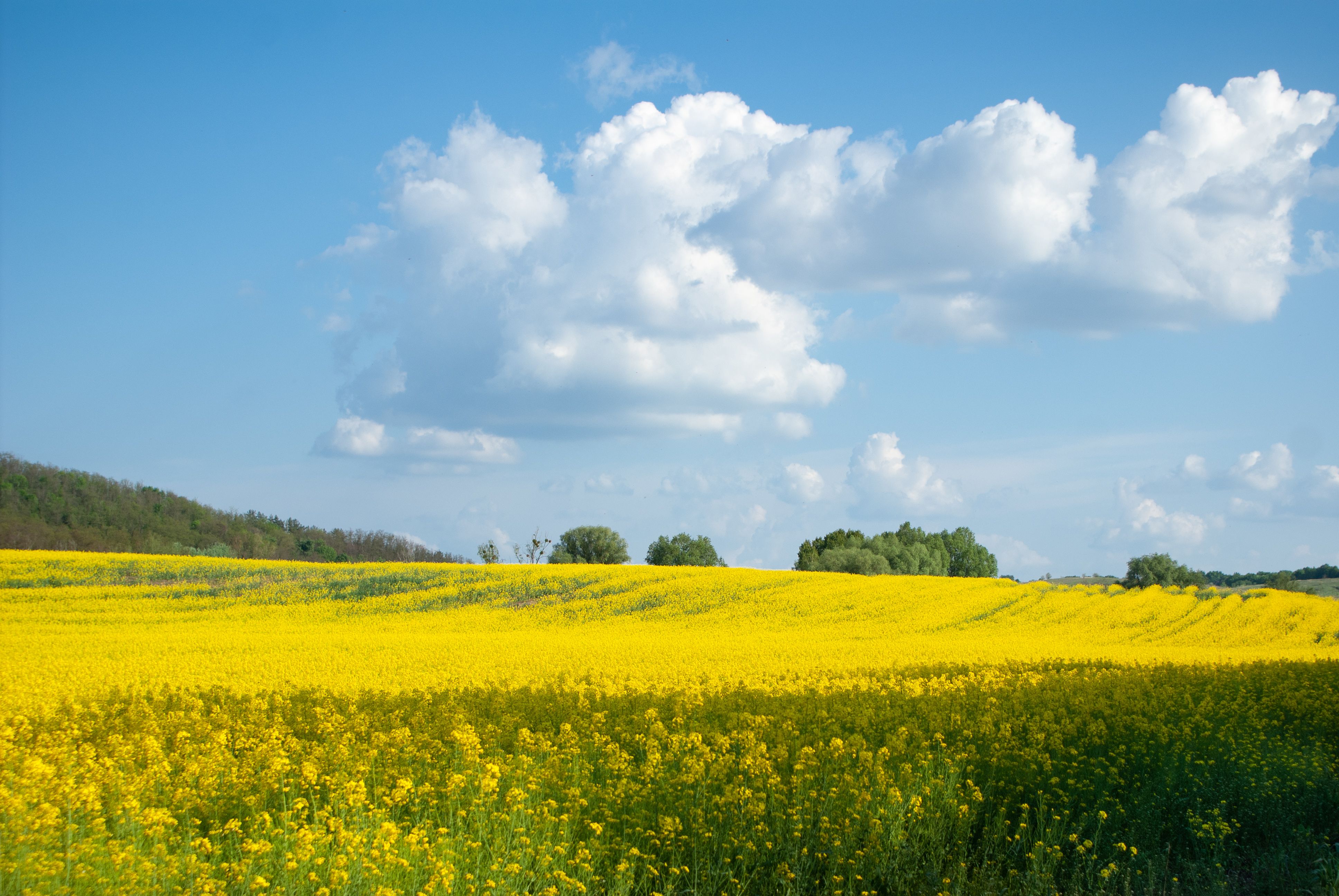 A field of yellow flowers with blue sky · Free Stock Photo