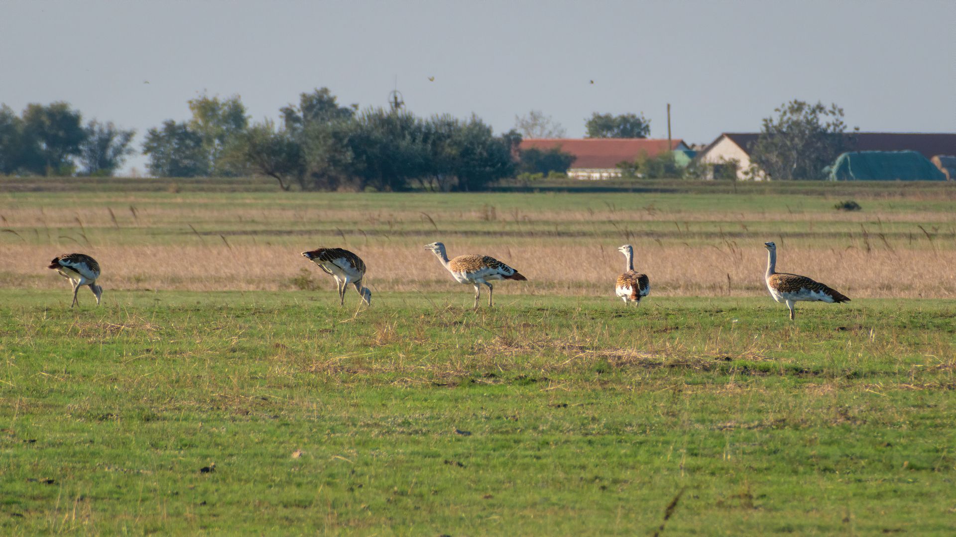 Great Indian Bustard: Protecting India's Last Iconic Bird