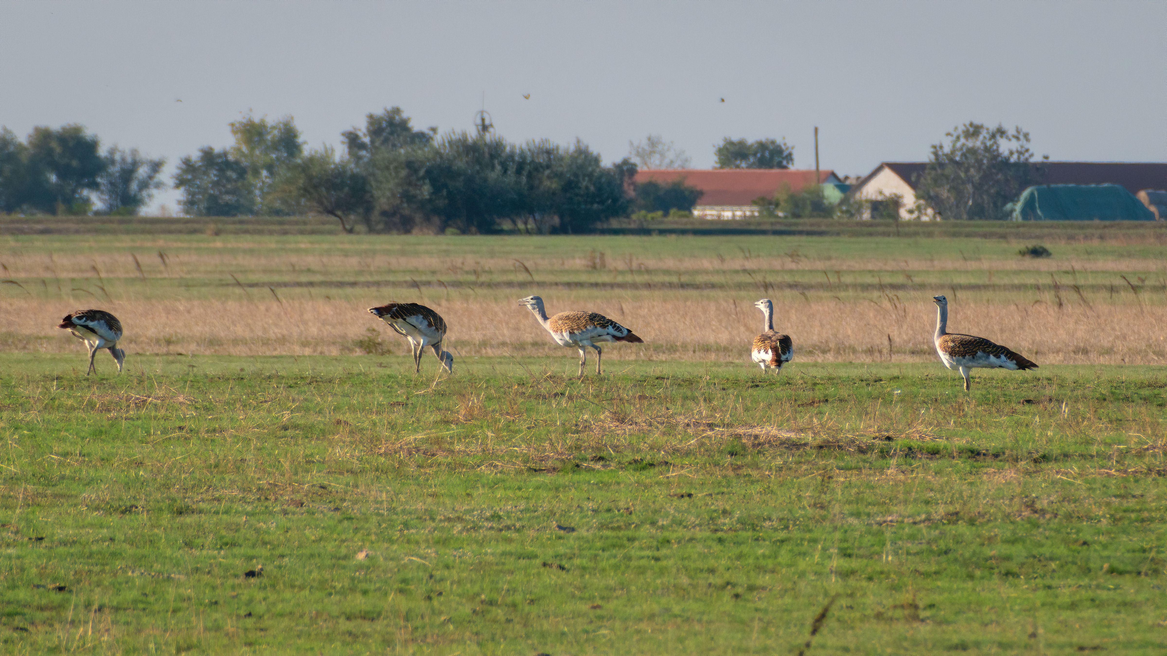 Close-up of Birds Standing on a Field · Free Stock Photo