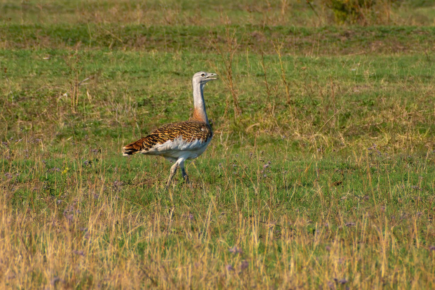 Great Indian Bustard: Protecting India's Last Iconic Bird