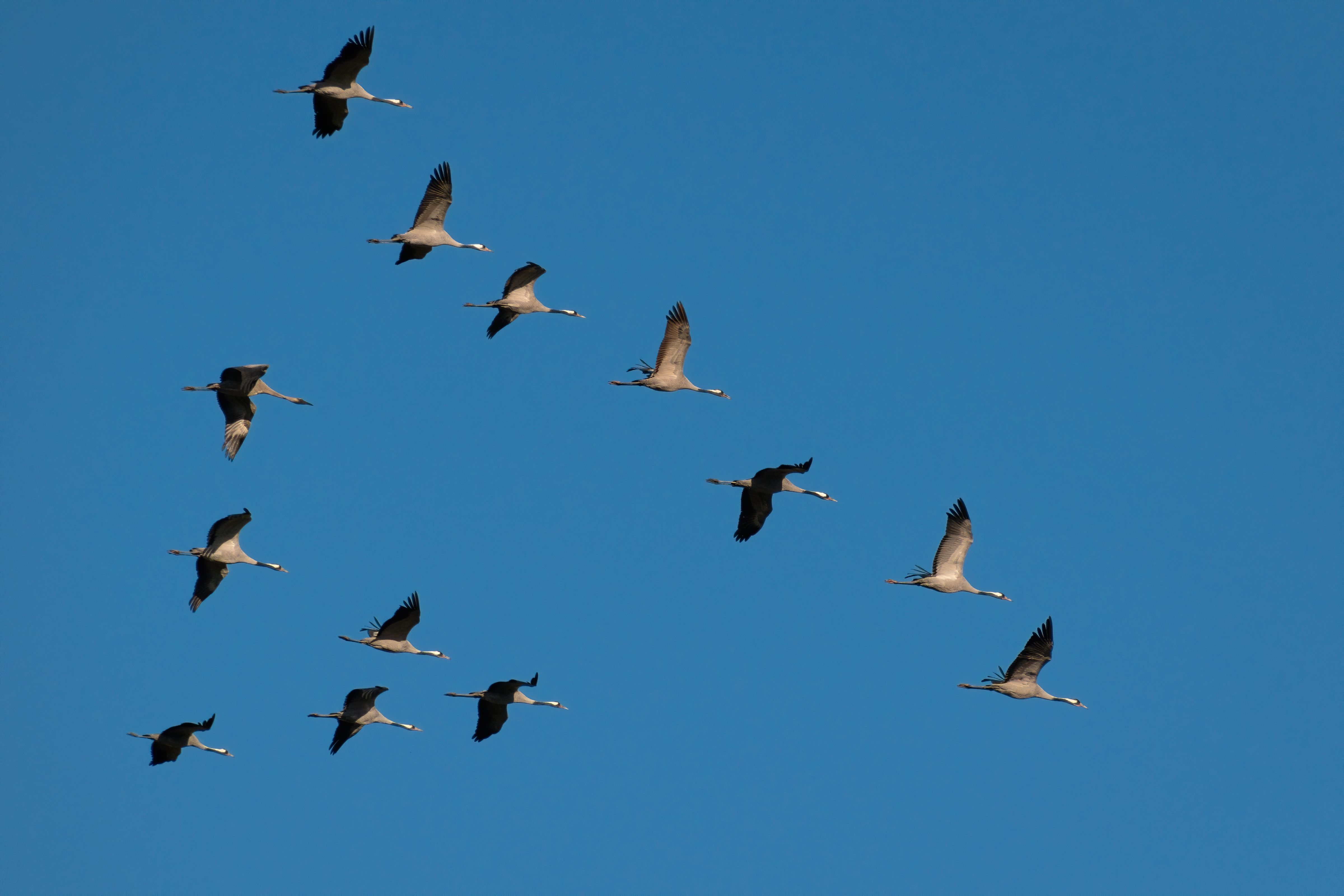 Birds Flying across the Sky · Free Stock Photo