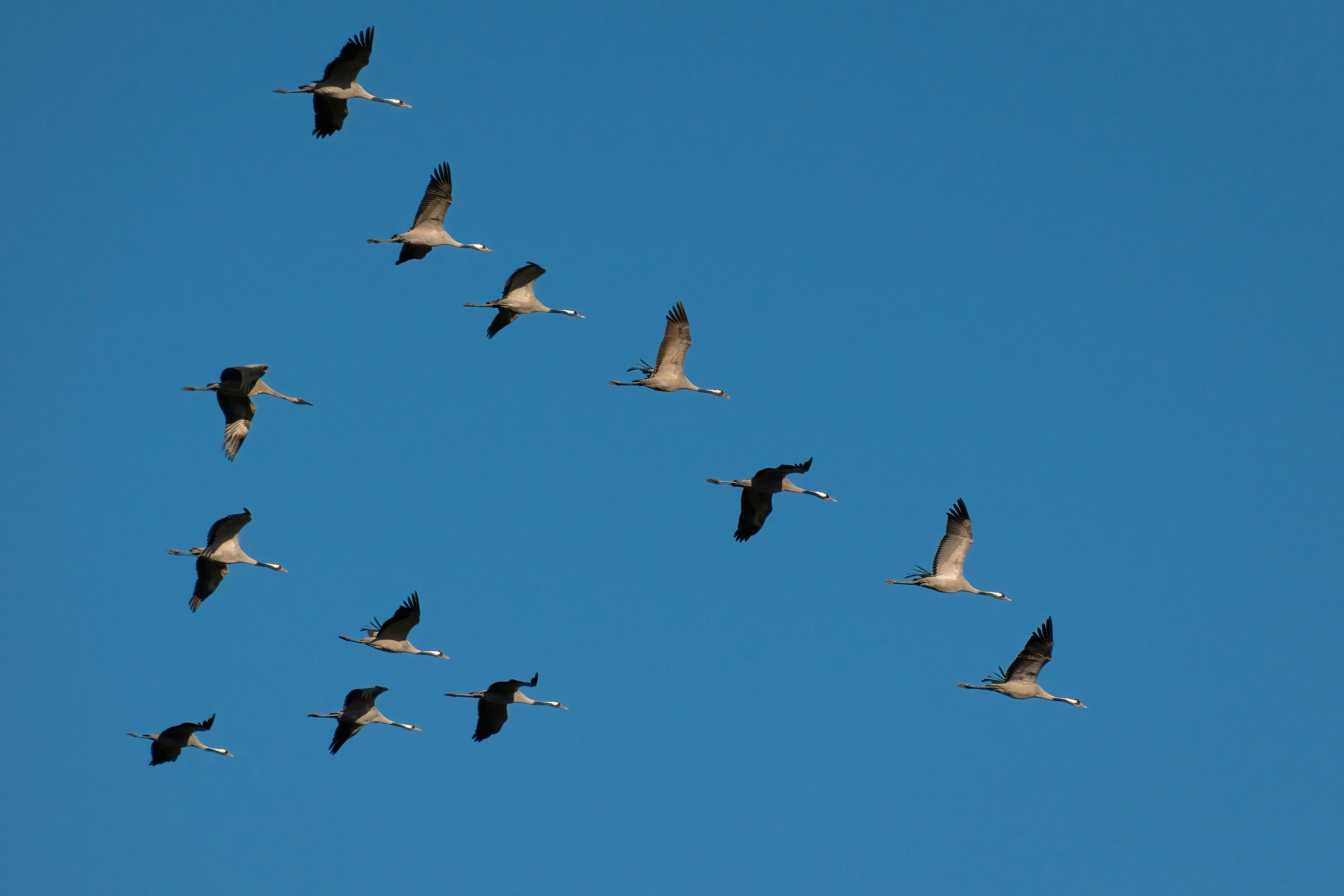 A flock of birds flying in formation in the sky · Free Stock Photo