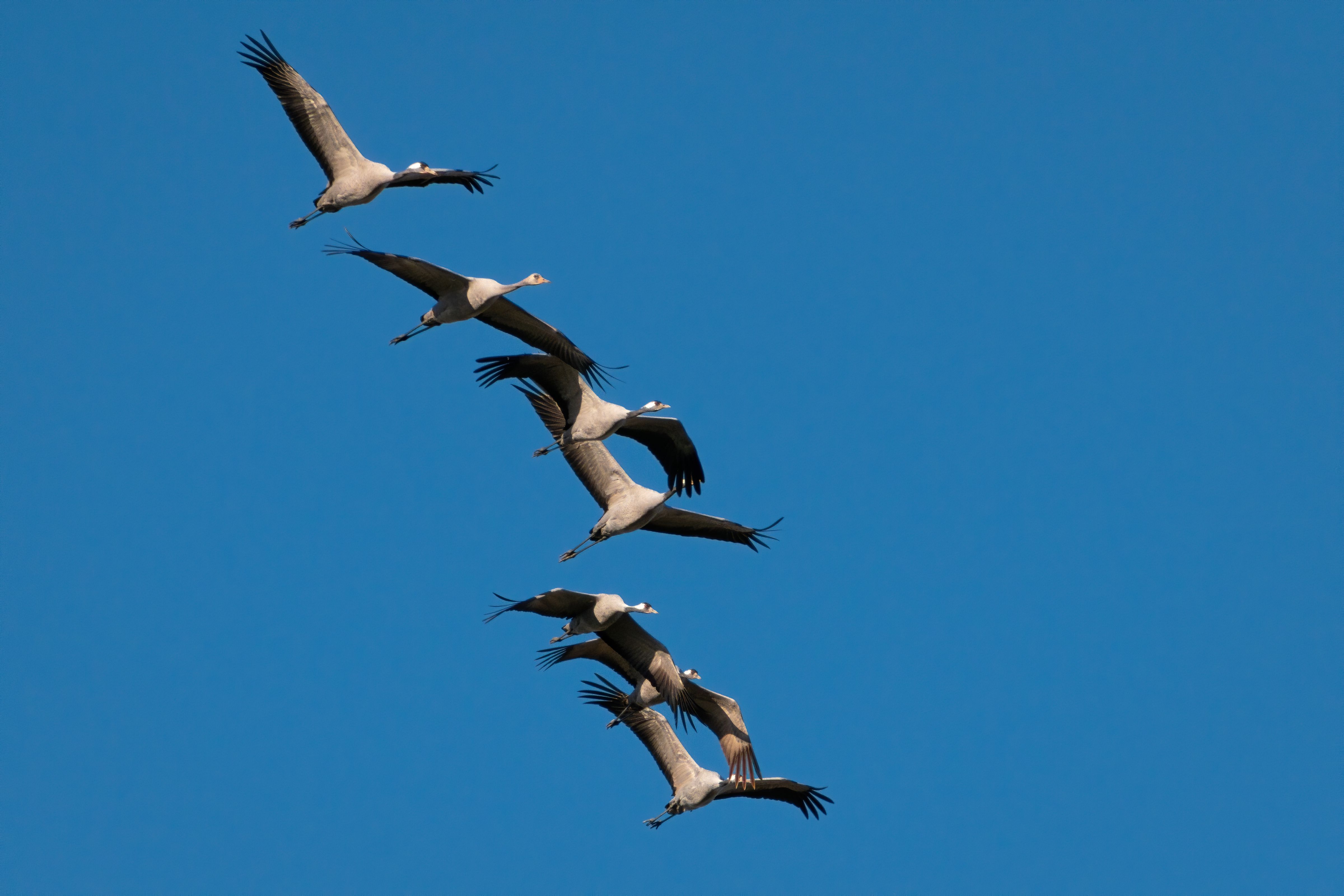 Cranes Flying across the Sky · Free Stock Photo