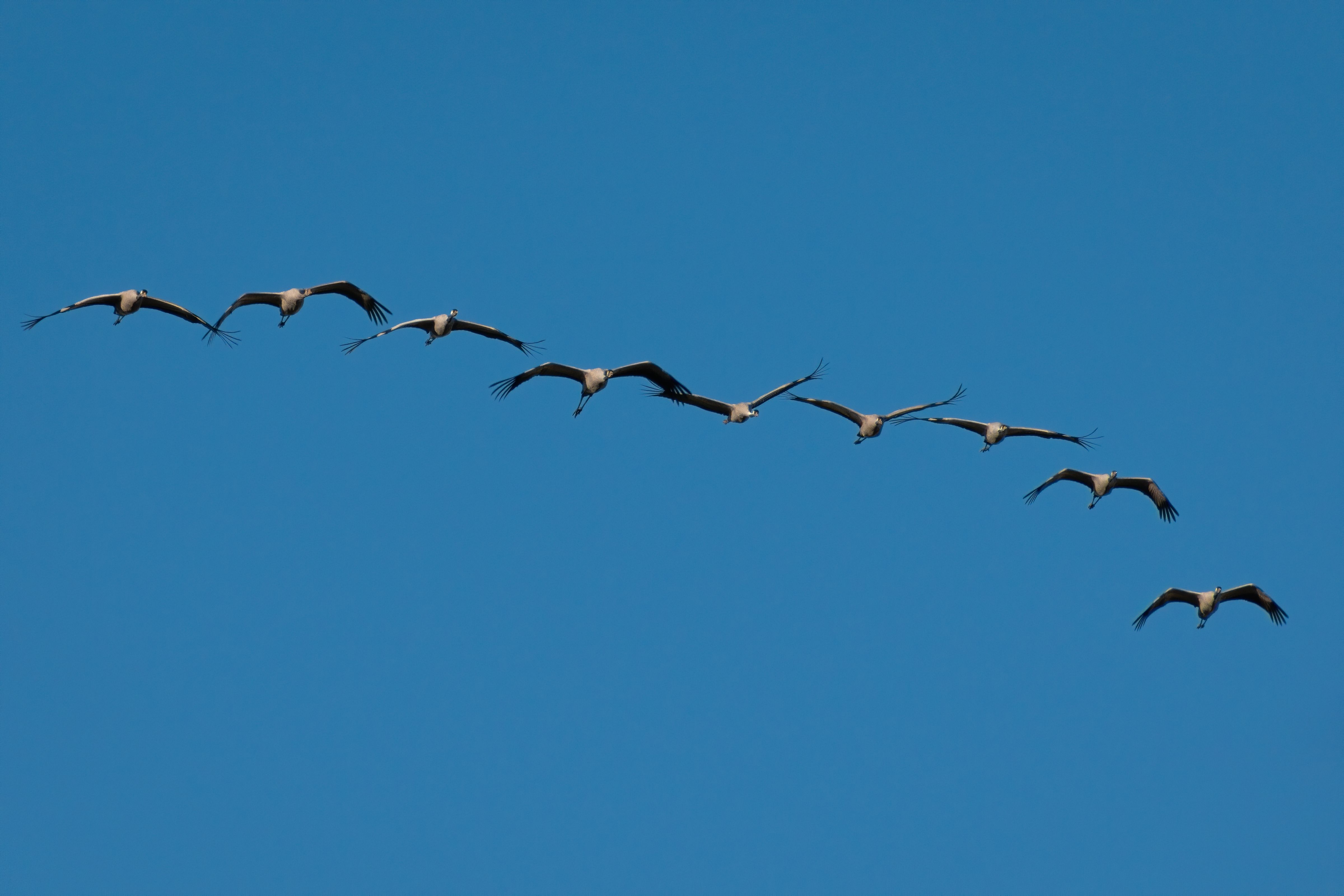 Cranes Flying against the Blue Sky · Free Stock Photo
