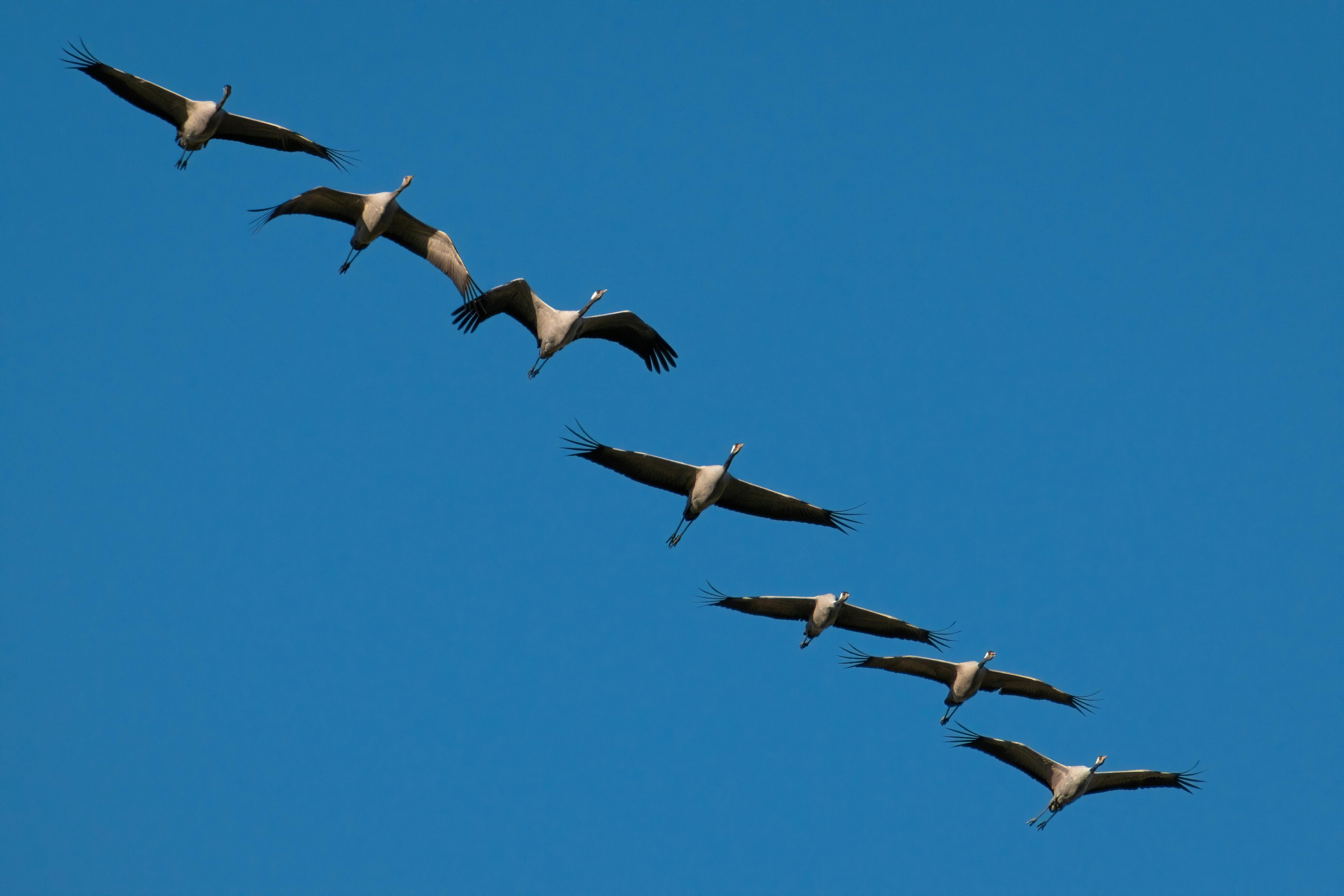 A flock of birds flying in formation in the sky · Free Stock Photo
