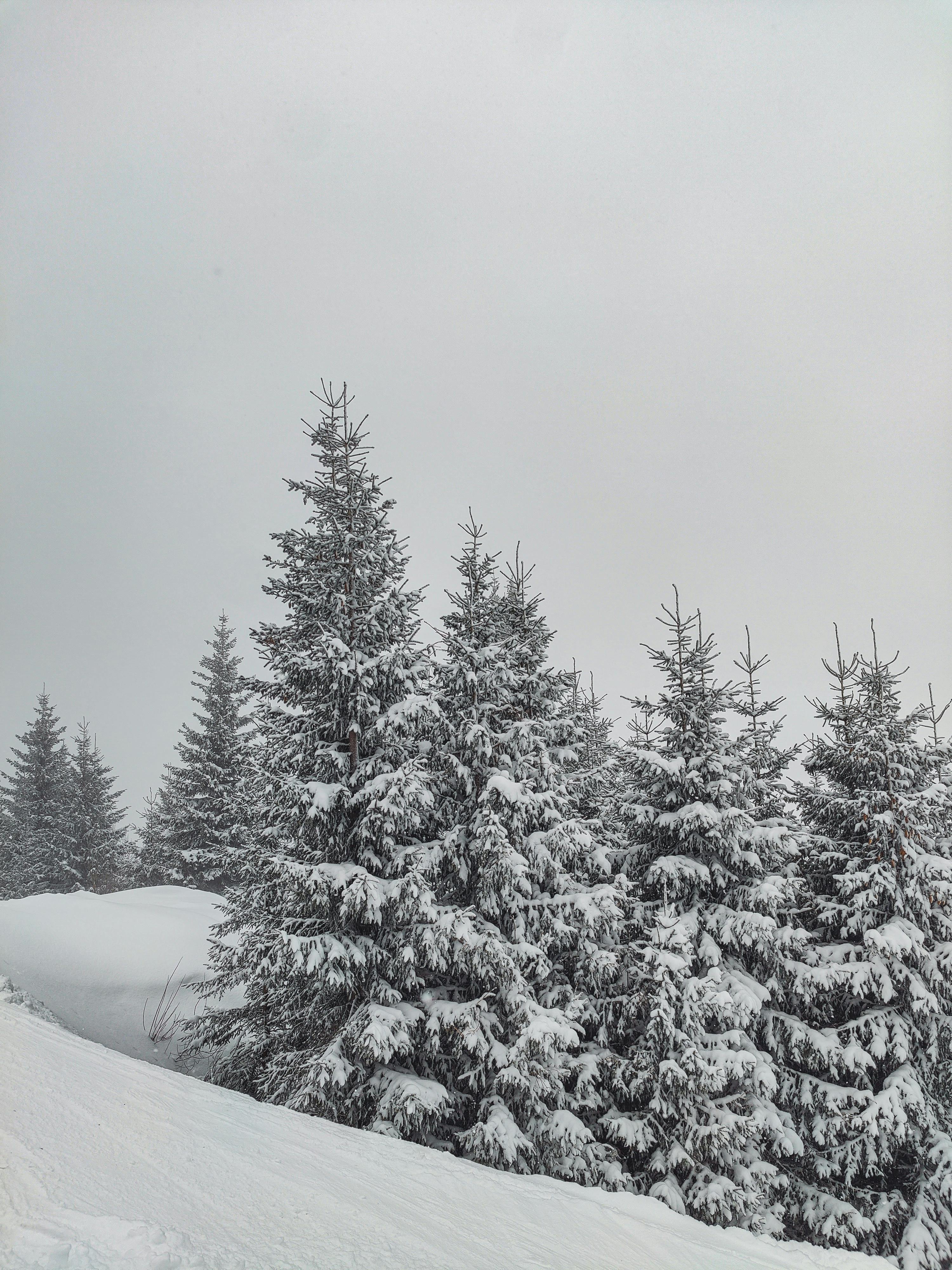 Scenic Winter Landscape · Free Stock Photo