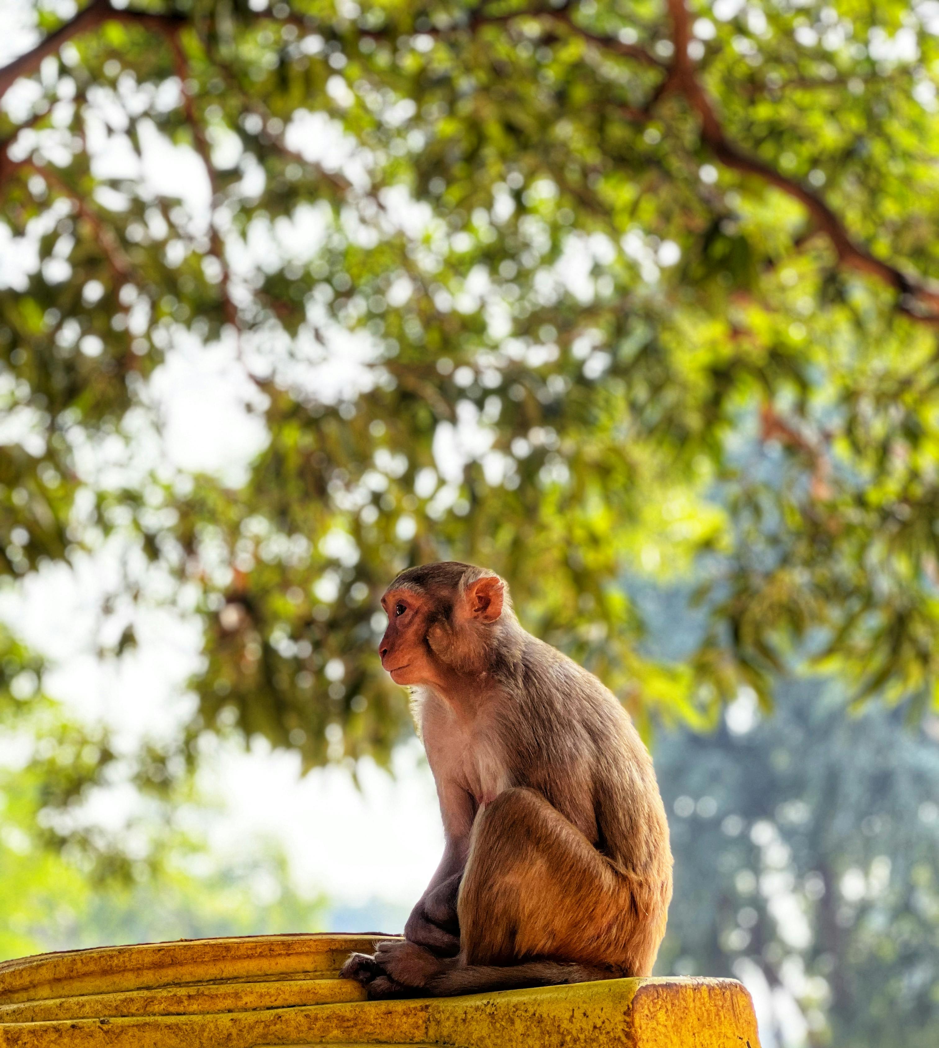 Sitting Rhesus Macaque · Free Stock Photo