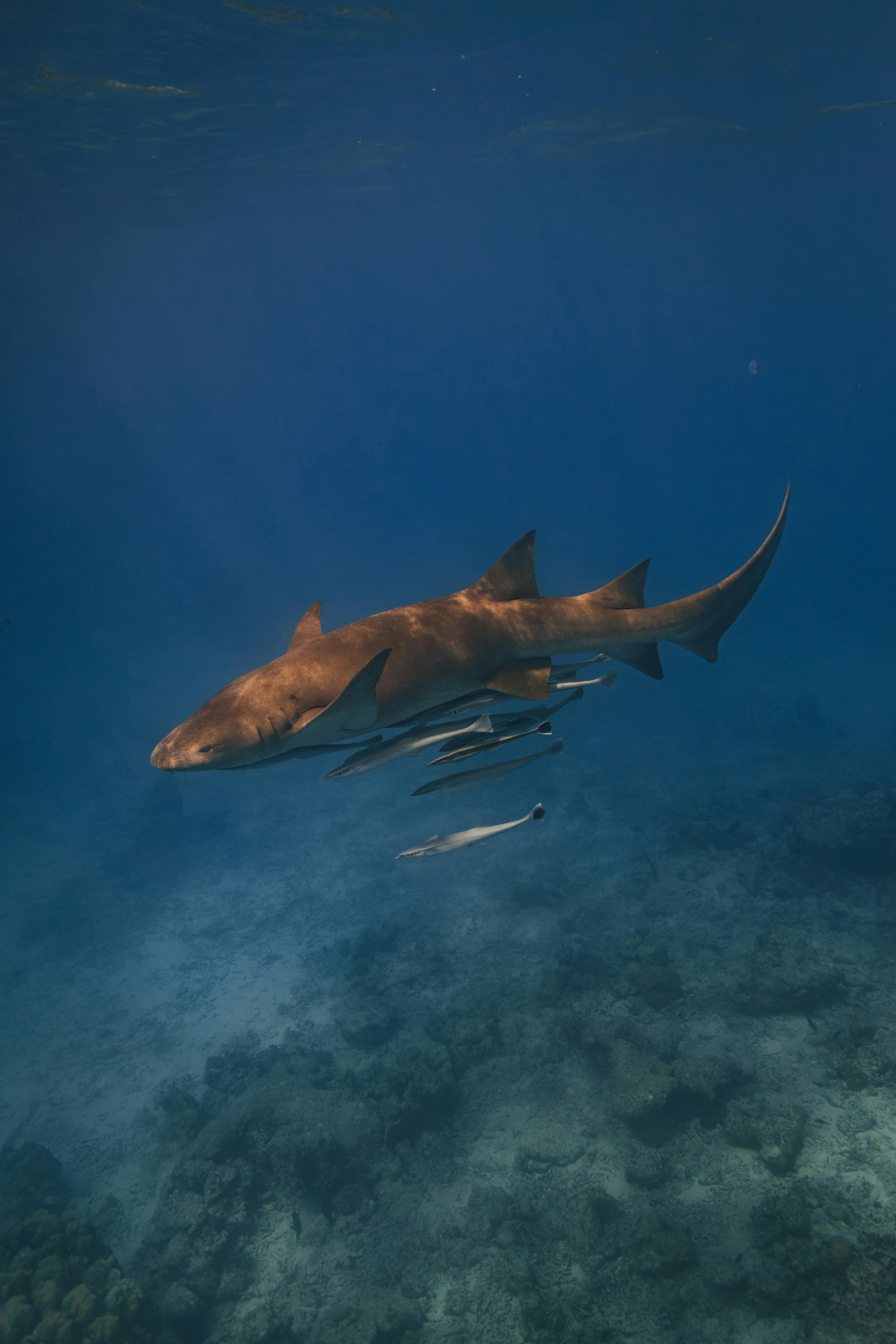 Fish Surround Shark · Free Stock Photo