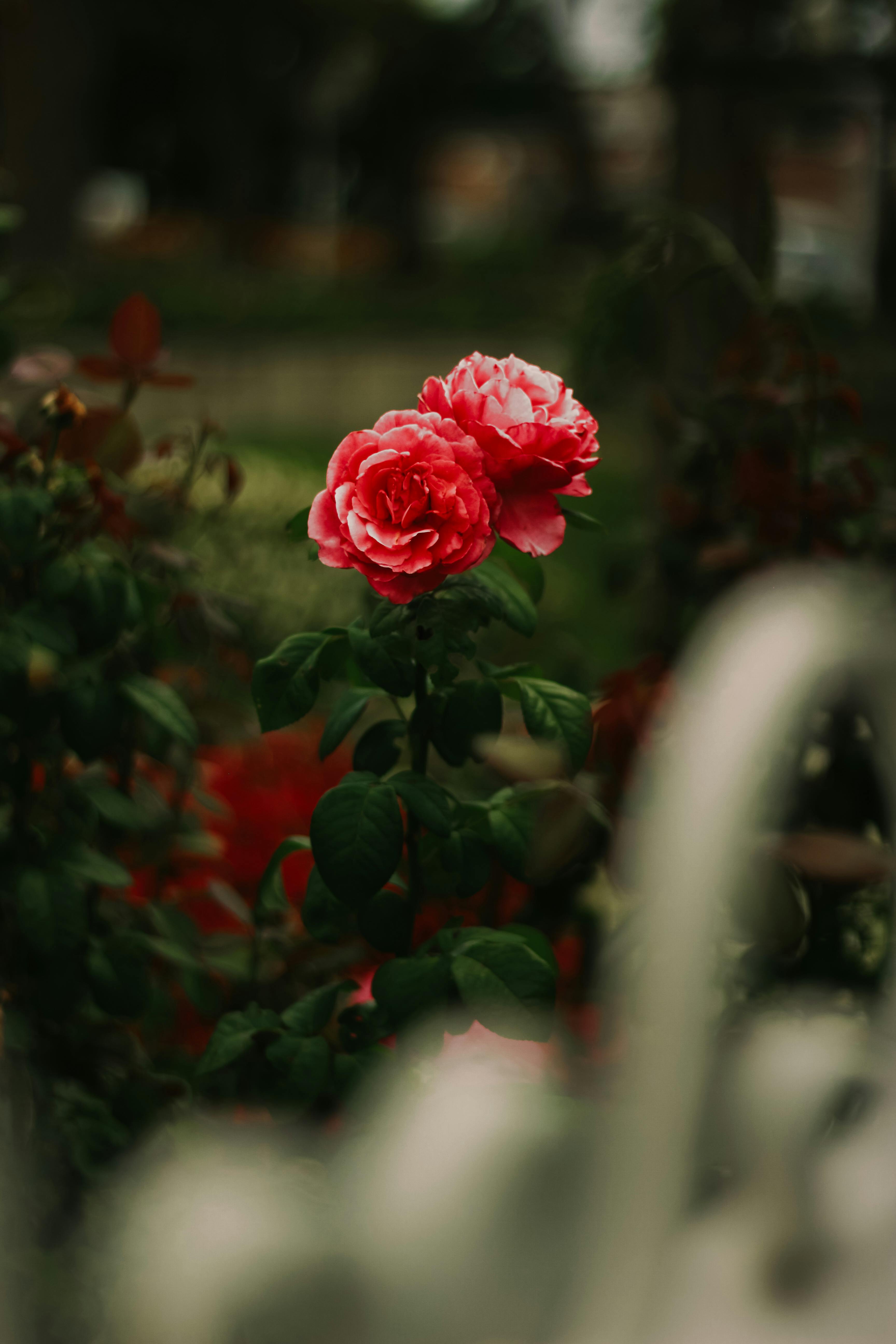 Flowering Shrub with Red Roses · Free Stock Photo