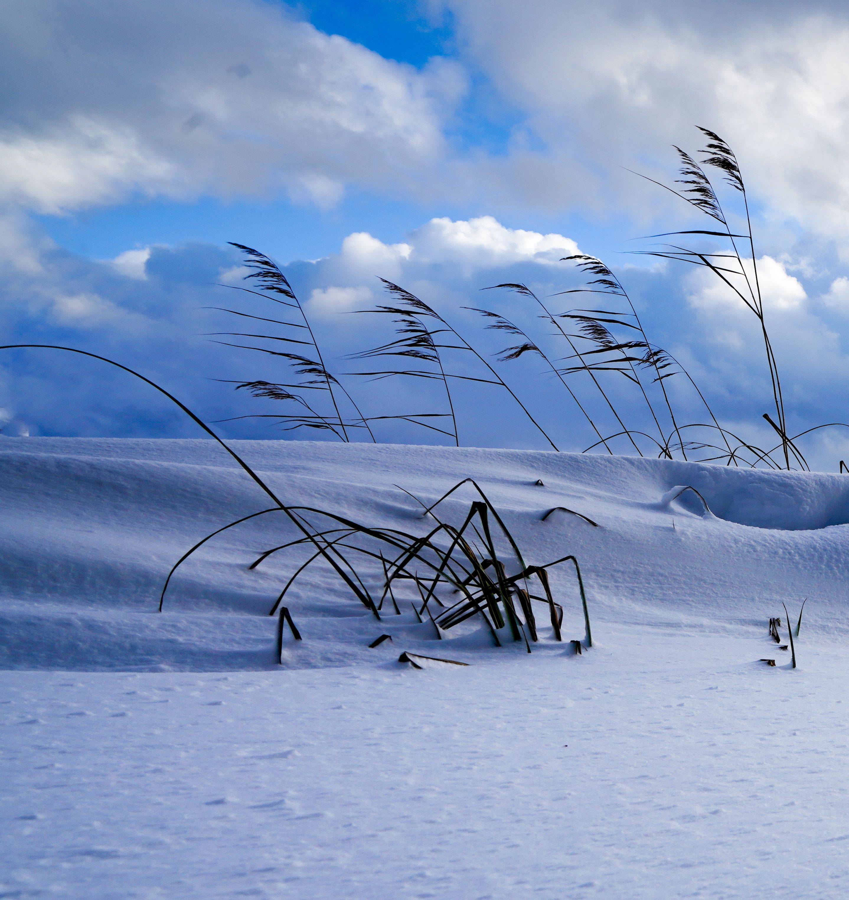 Grass Sticking over Snow on Windy Day · Free Stock Photo