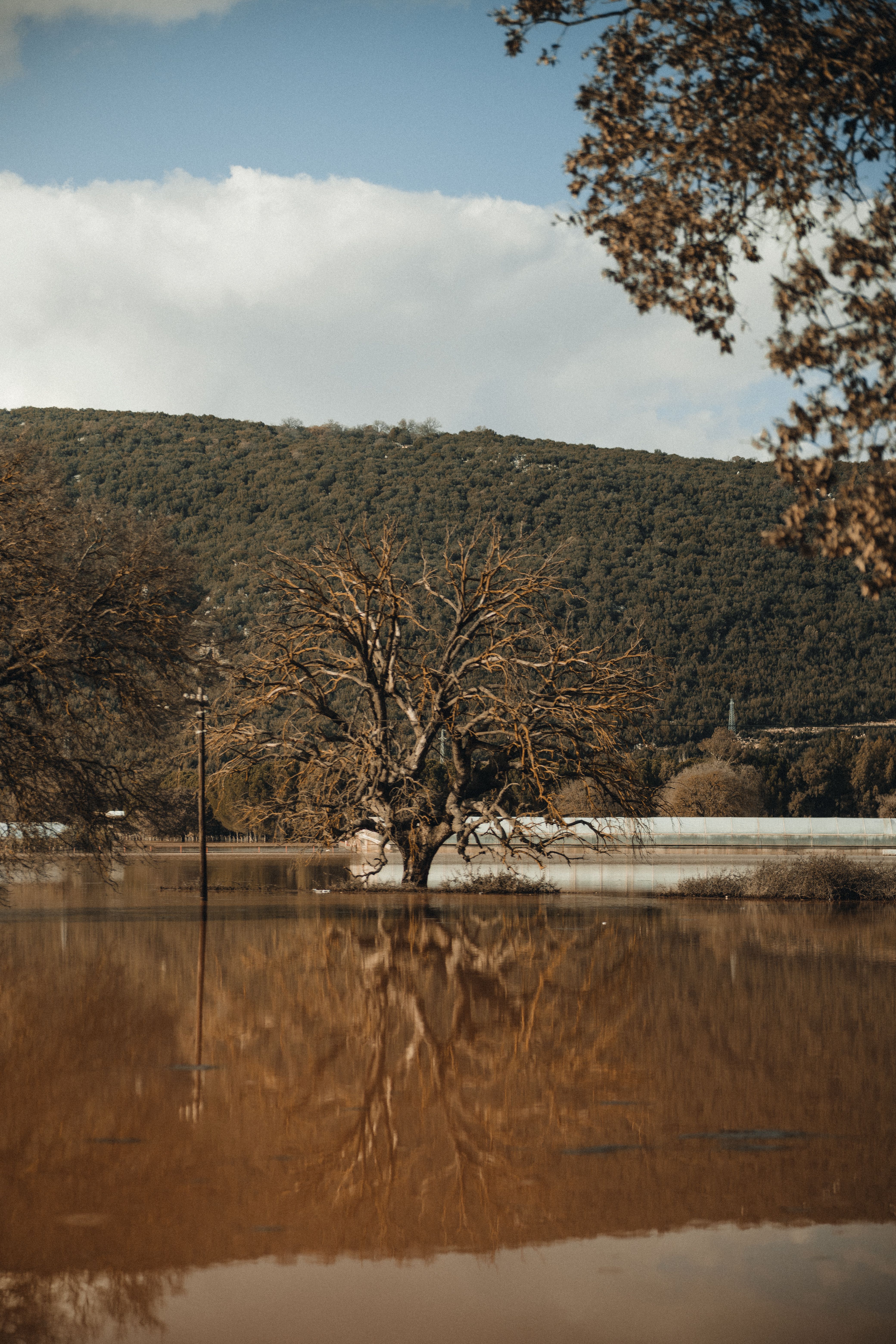 Tree on Flooded Field · Free Stock Photo