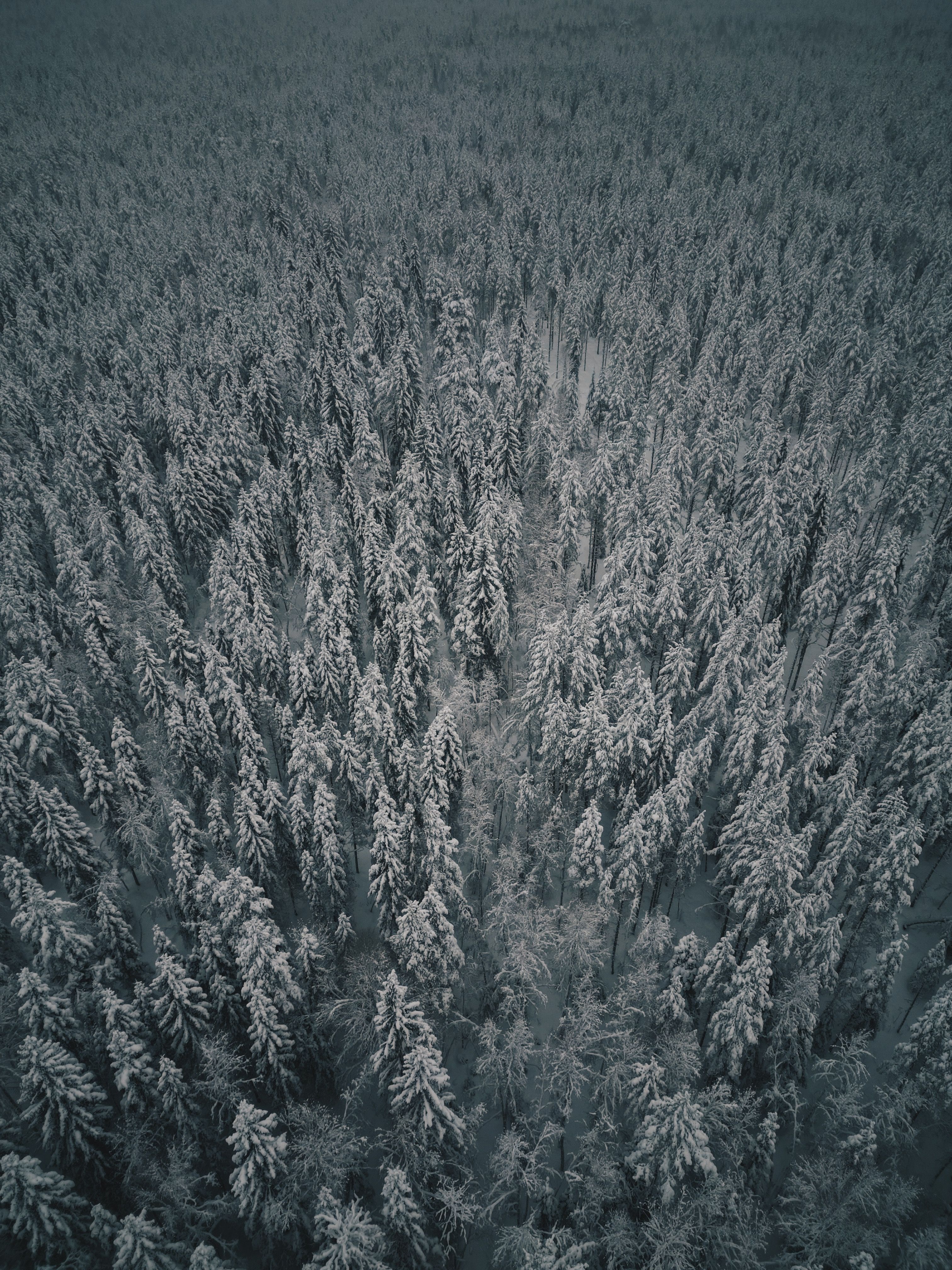 Frosted forest · Free Stock Photo