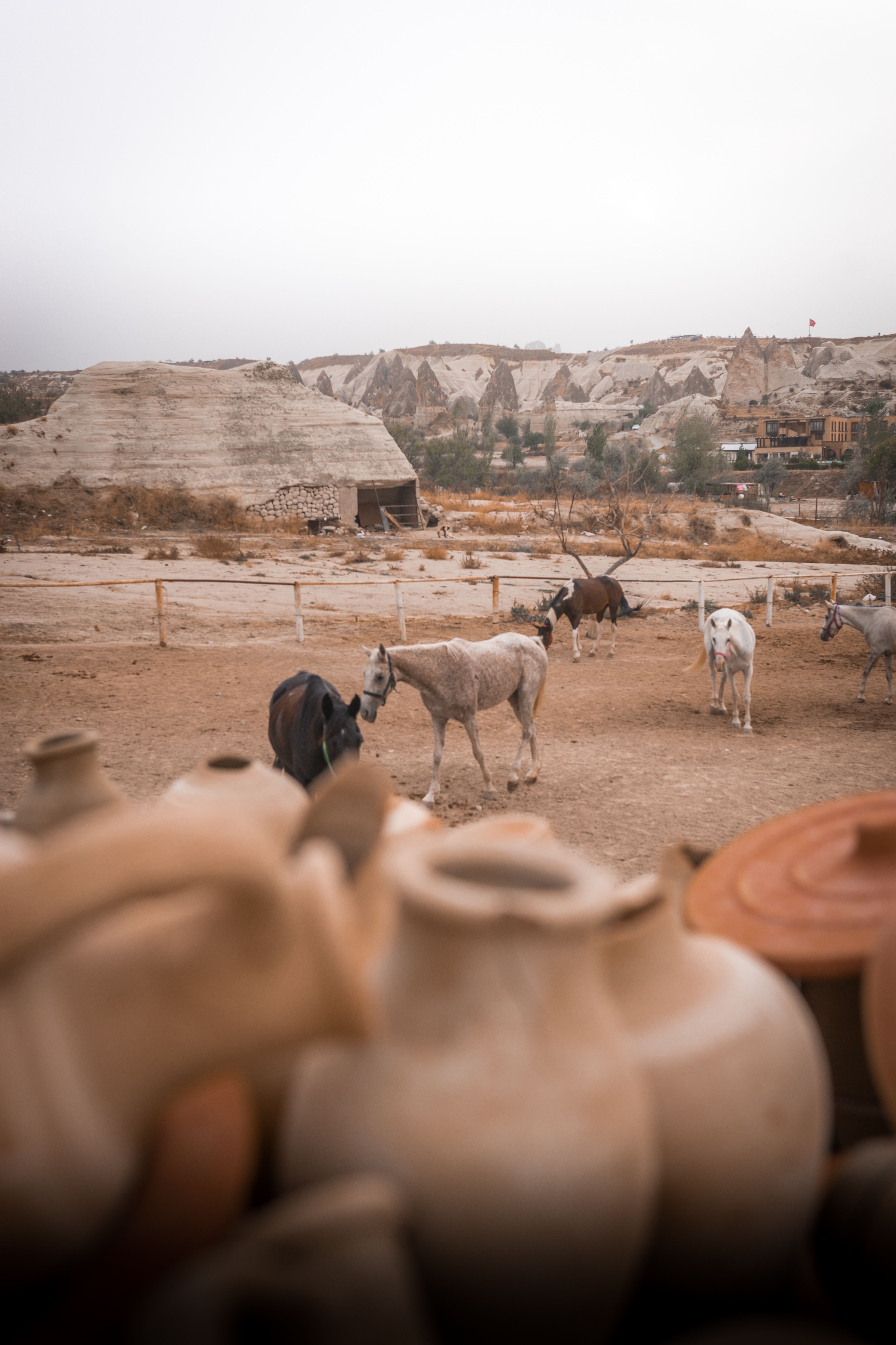 Somali Horses Photos, Download The BEST Free Somali Horses Stock Photos ...