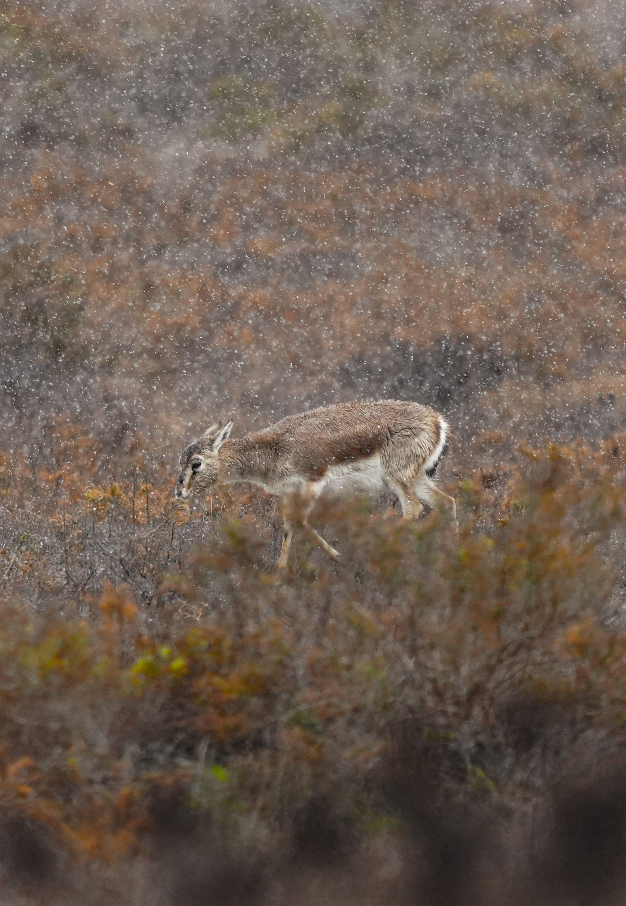 Grey Deer Photos, Download The BEST Free Grey Deer Stock Photos & HD Images