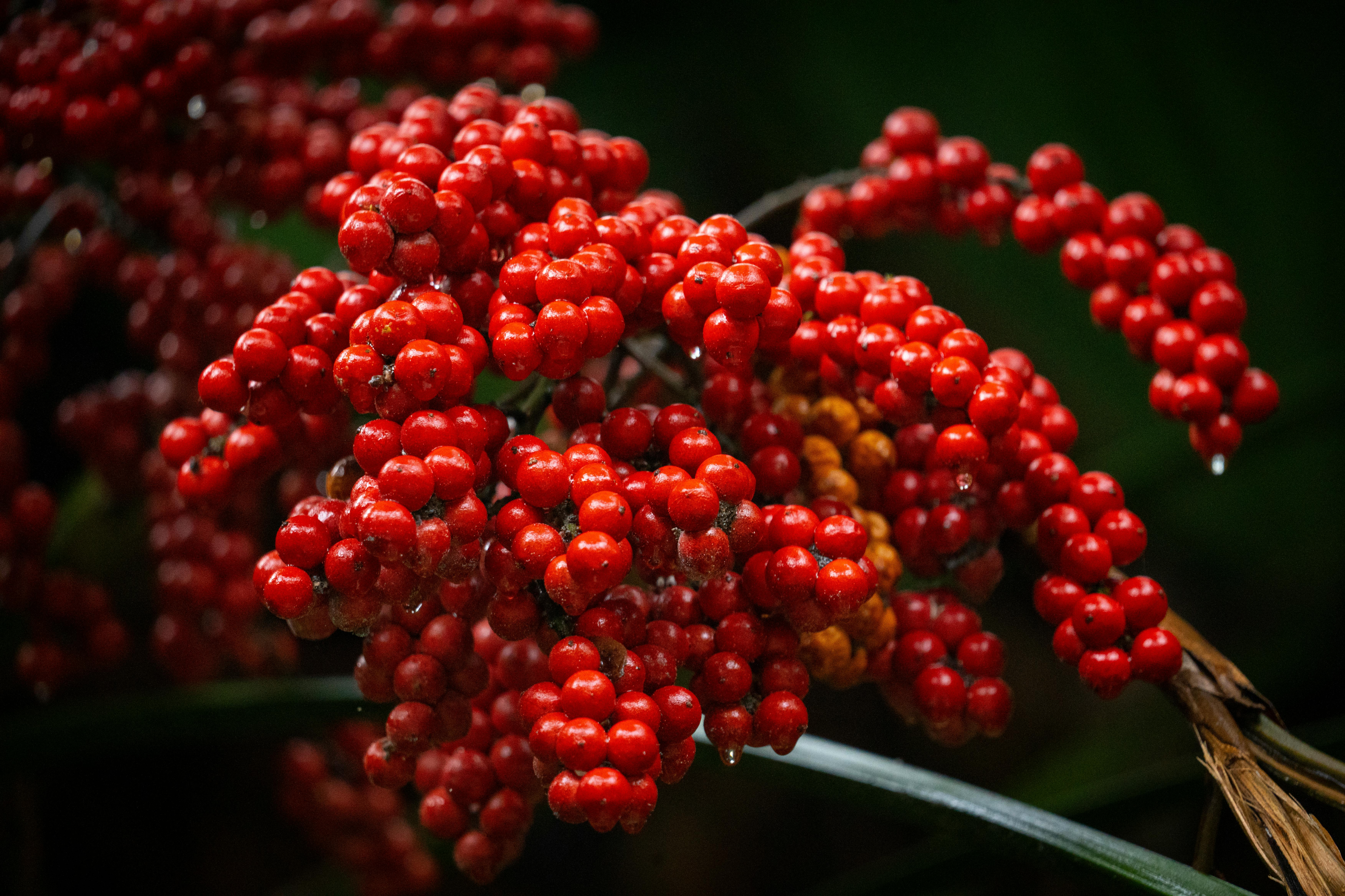 Macro Photograph of red berries · Free Stock Photo