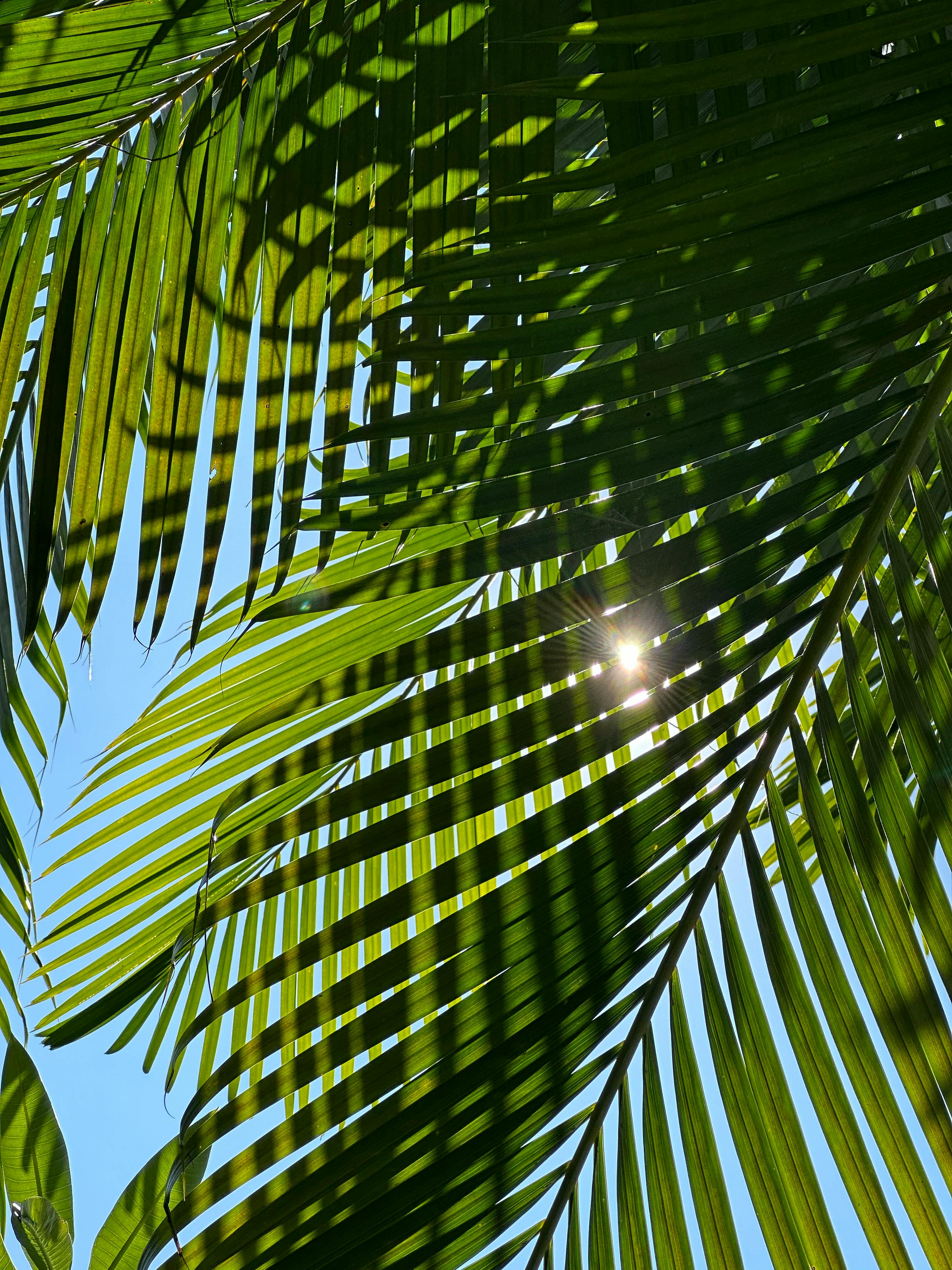 Palm Tree Leaves in Sunlight · Free Stock Photo