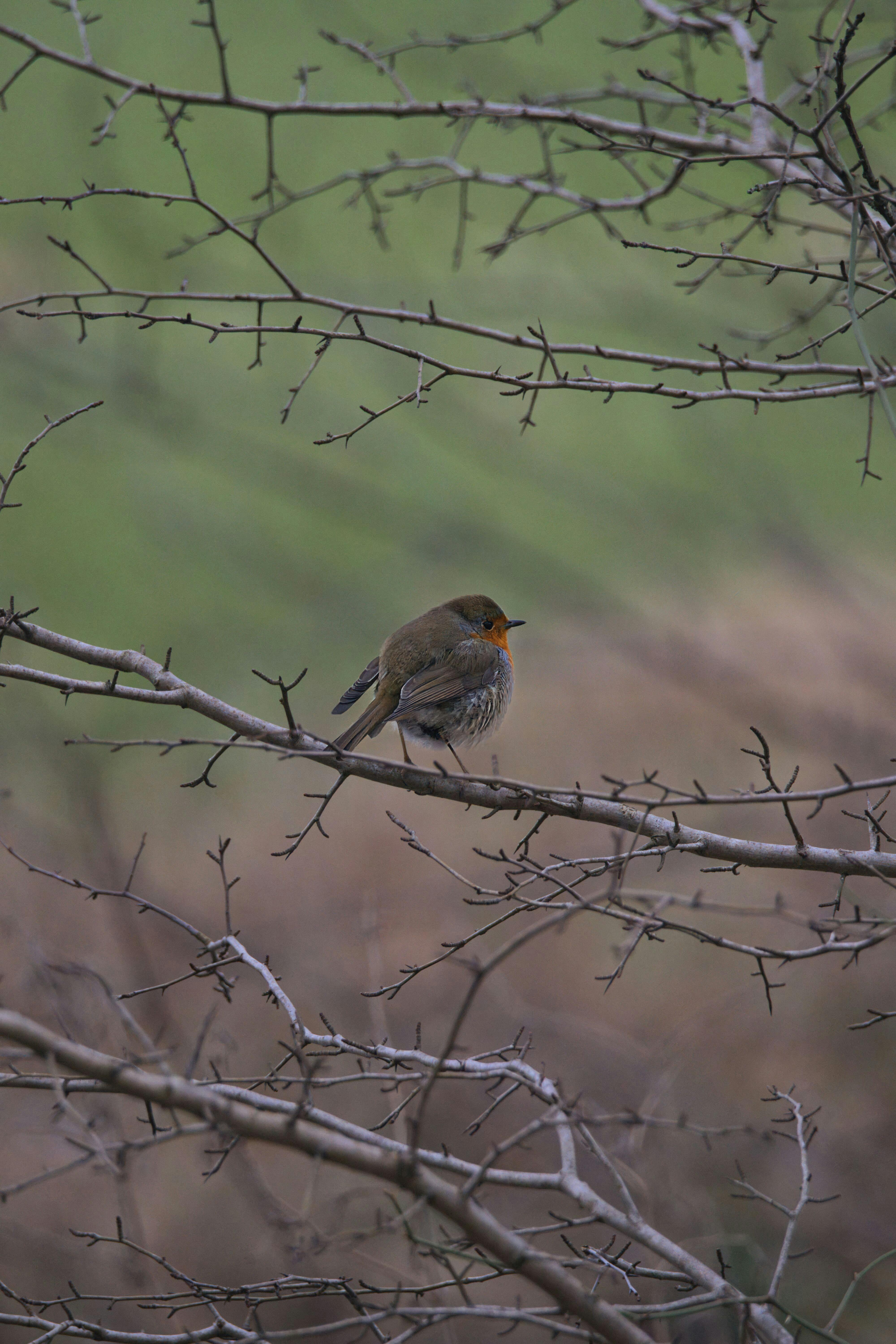 Ruben Boekeloo - 摄影