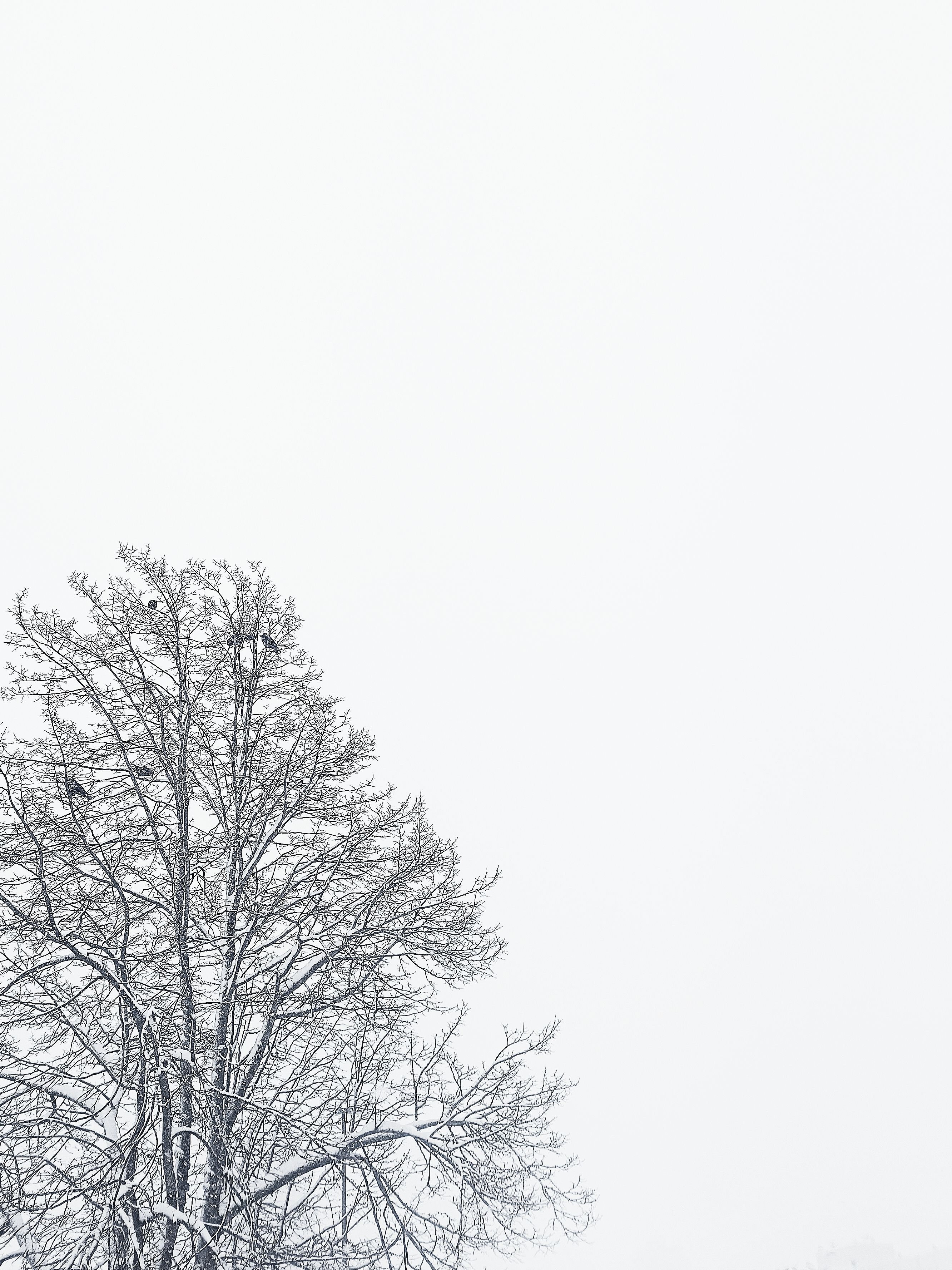 Barren Trees in Snow · Free Stock Photo