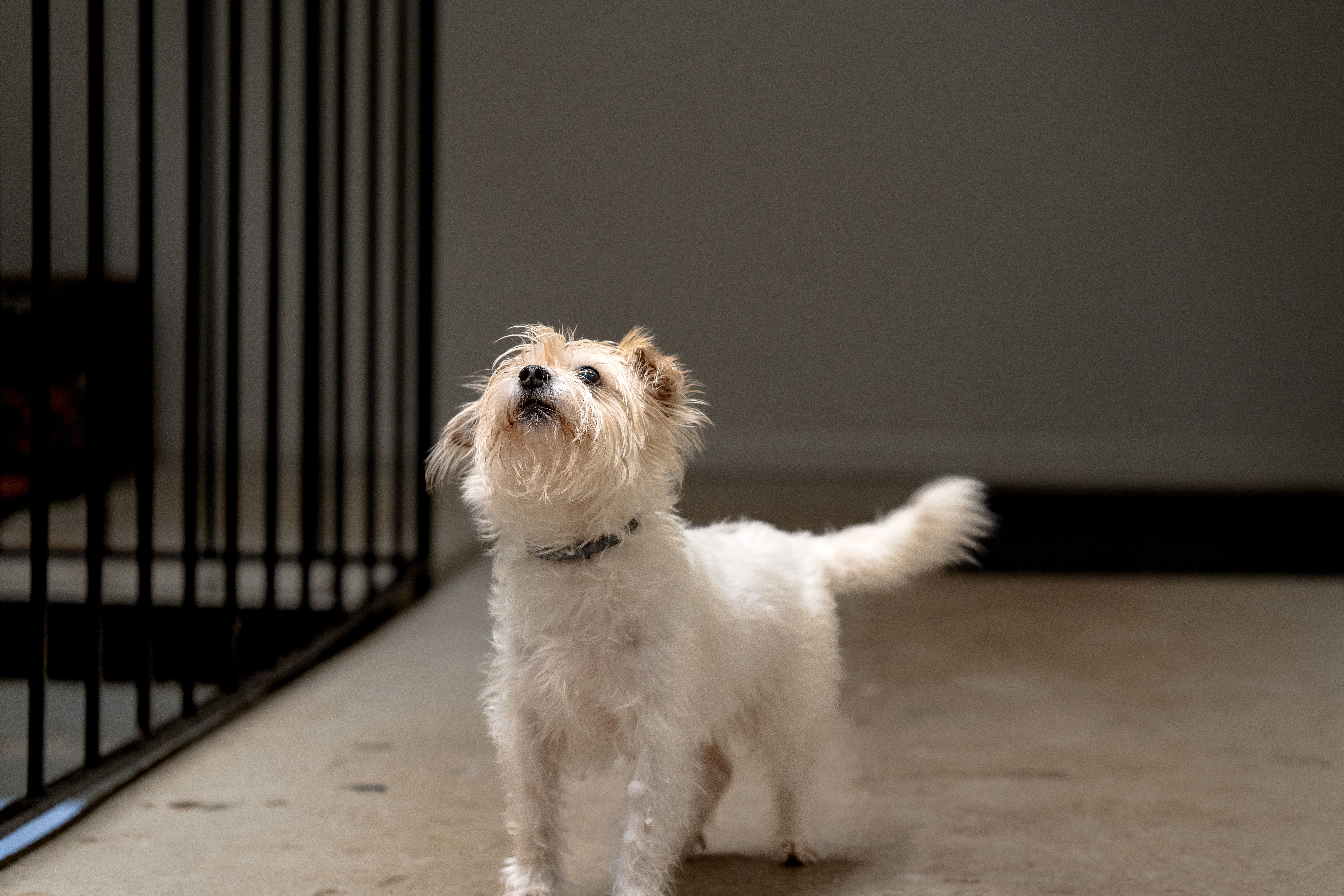 White Yorkshire Terrier · Free Stock Photo