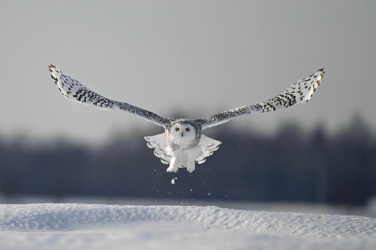 White Owl Photos, Download The BEST Free White Owl Stock Photos & HD Images