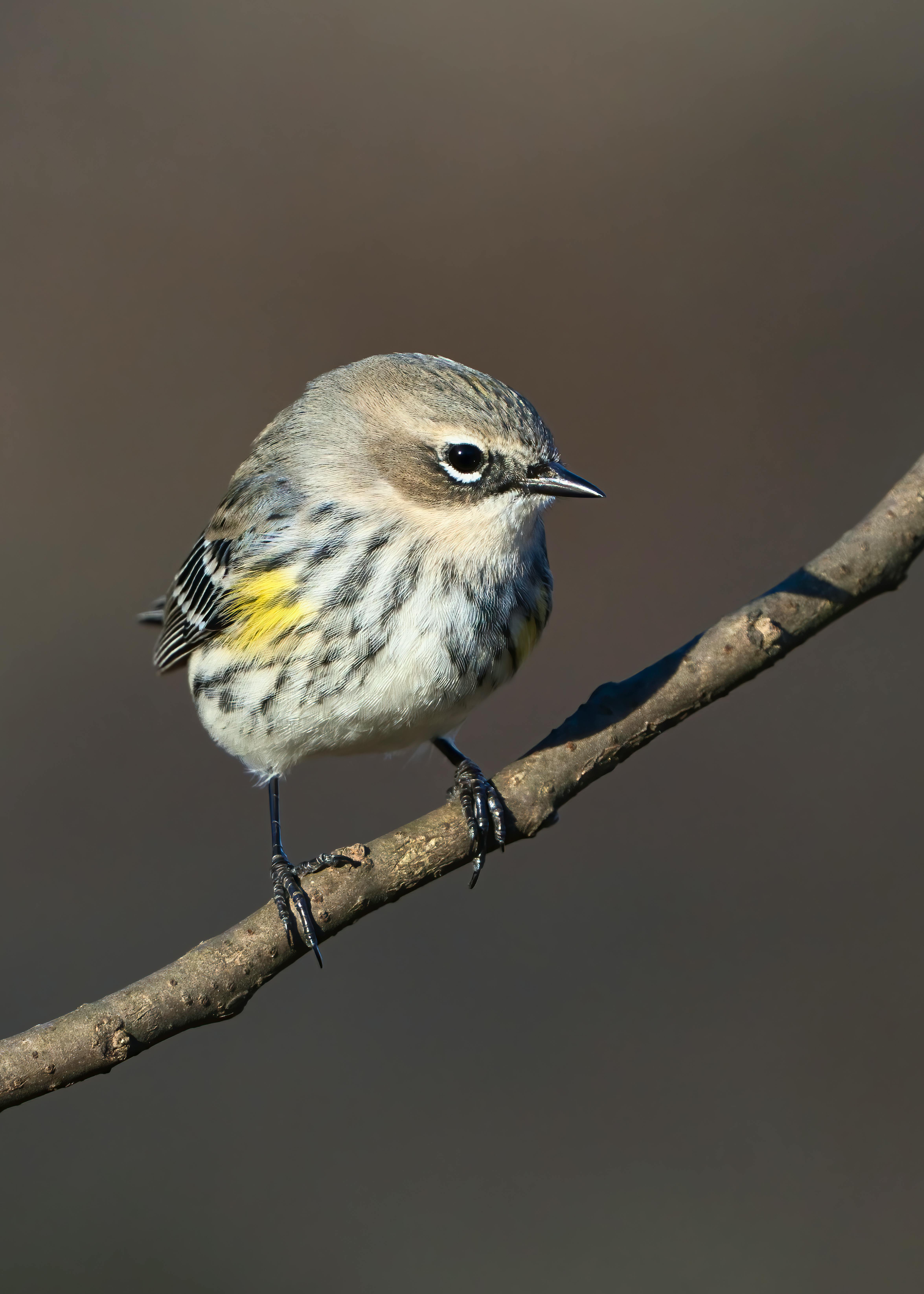 Myrtle Warbler Bird · Free Stock Photo