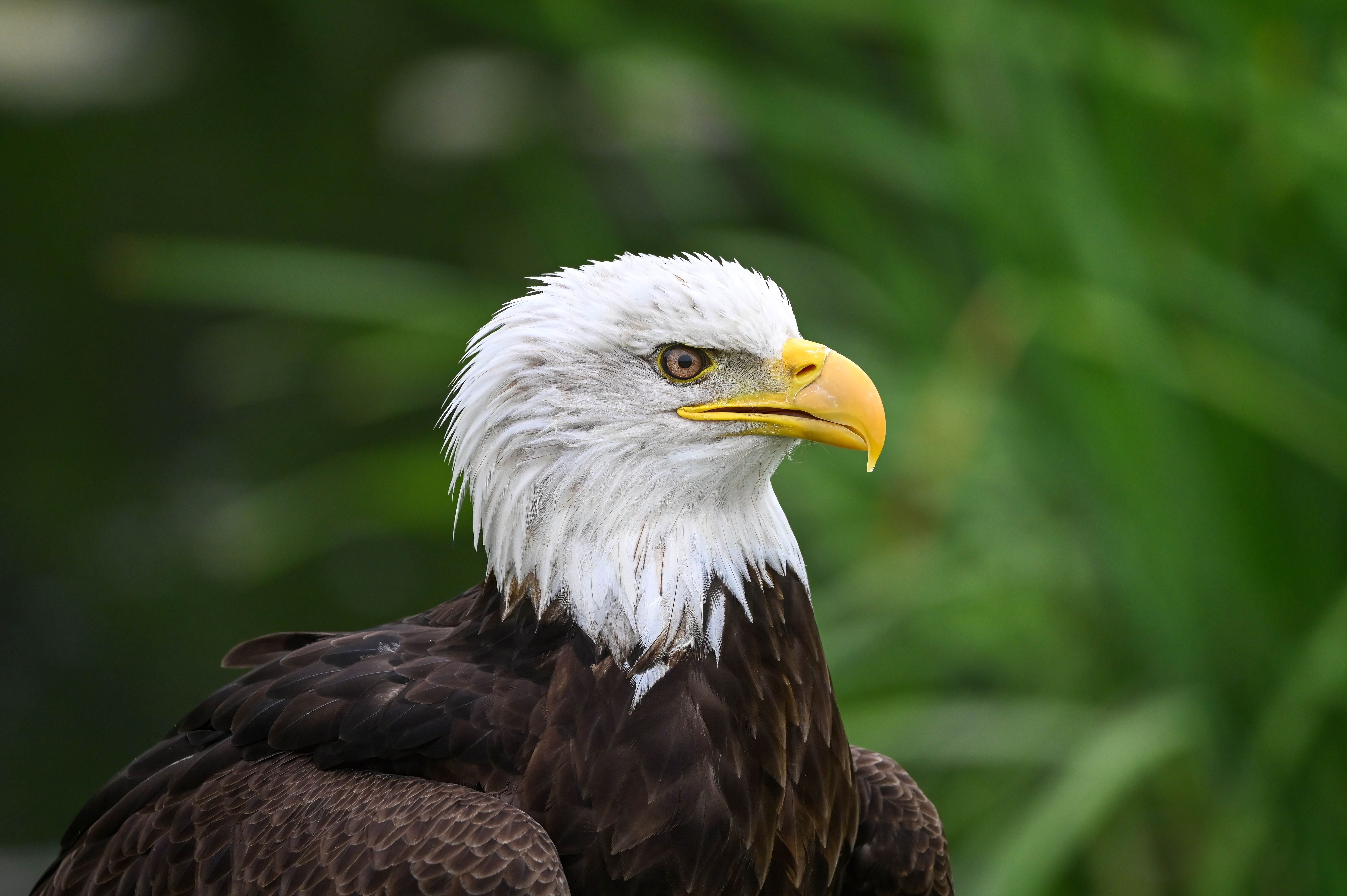 American Eagle Photo · Free Stock Photo