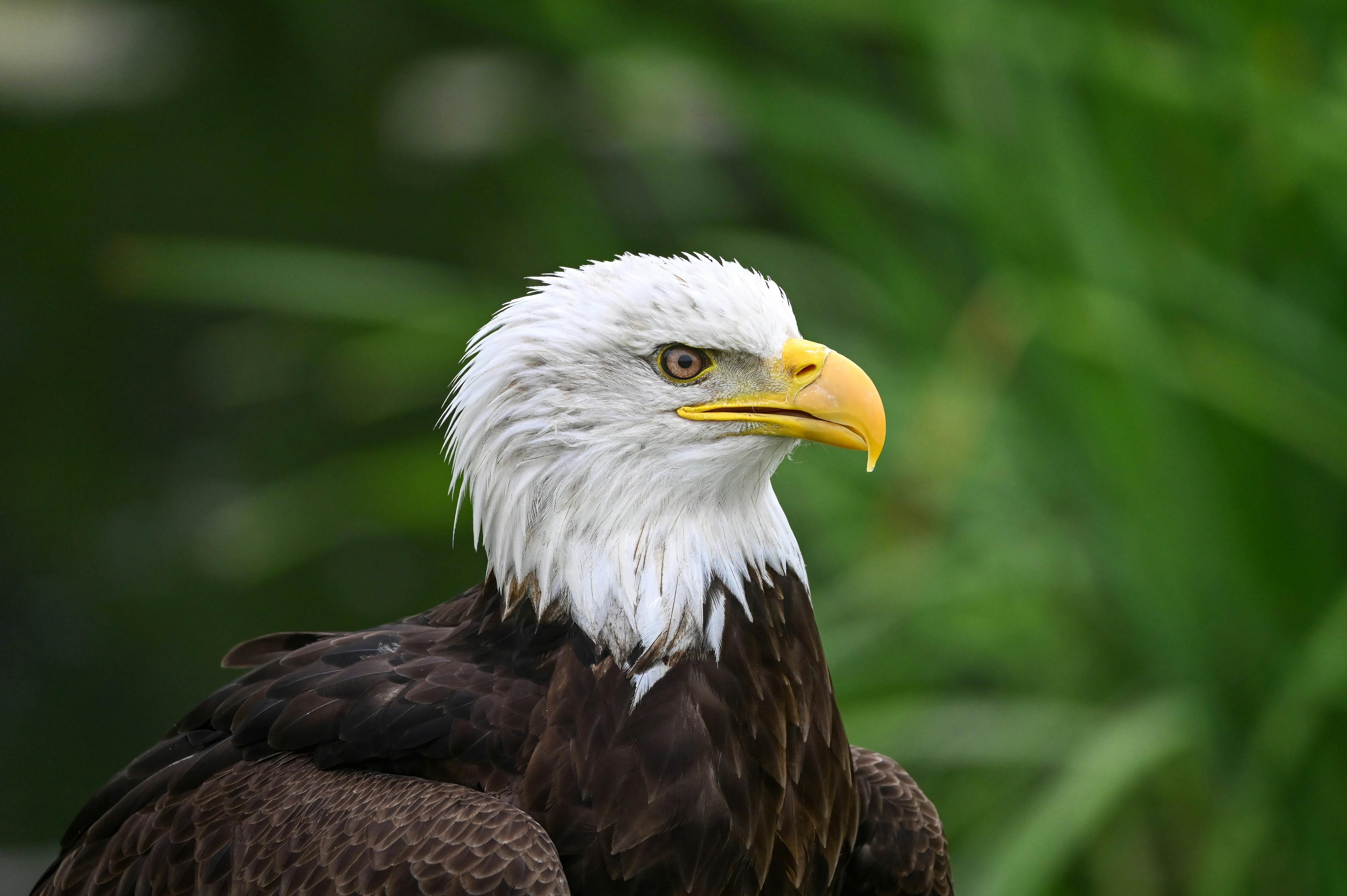 Close-up of the Head of an Eagle · Free Stock Photo