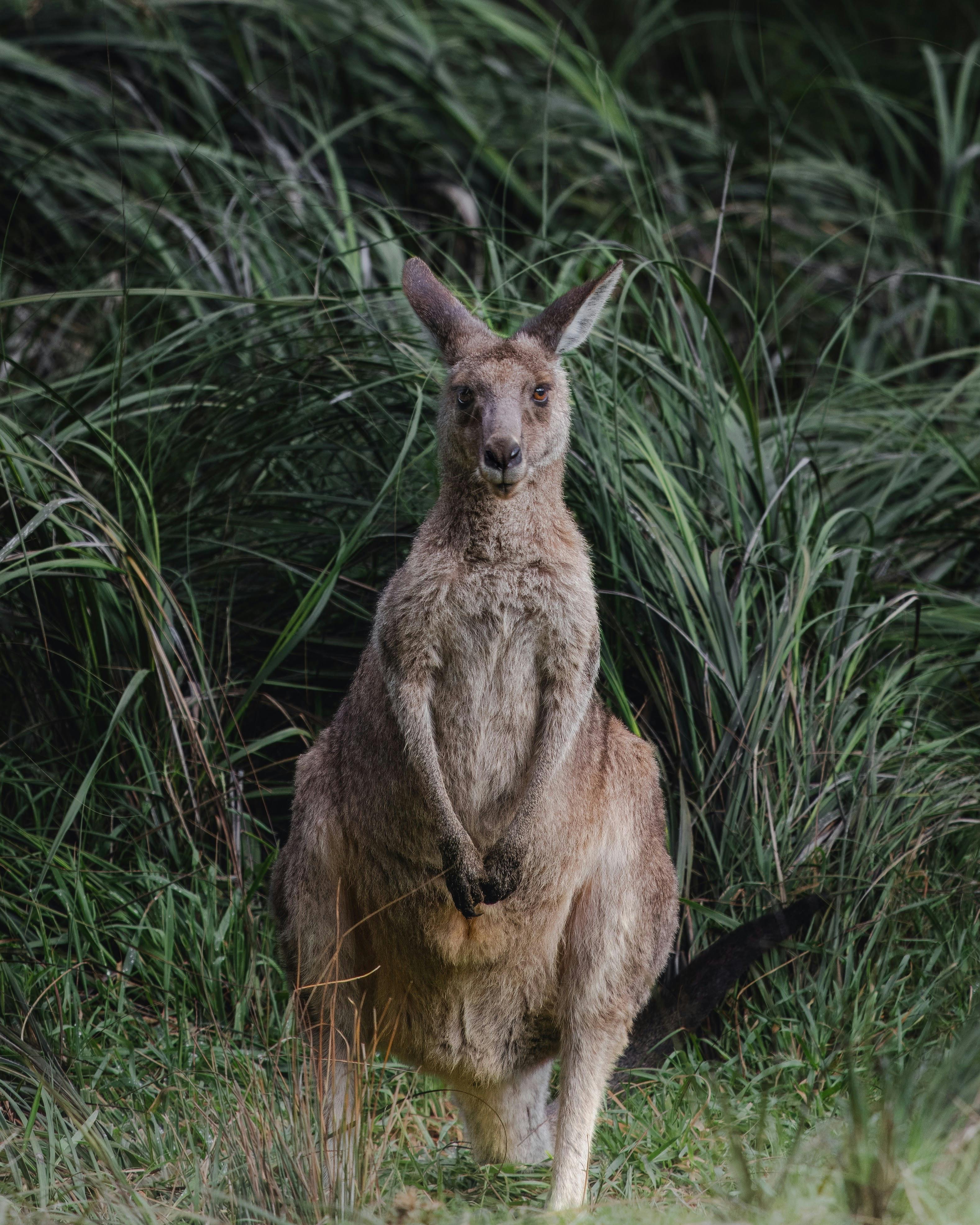 Portrait of Kangaroo · Free Stock Photo