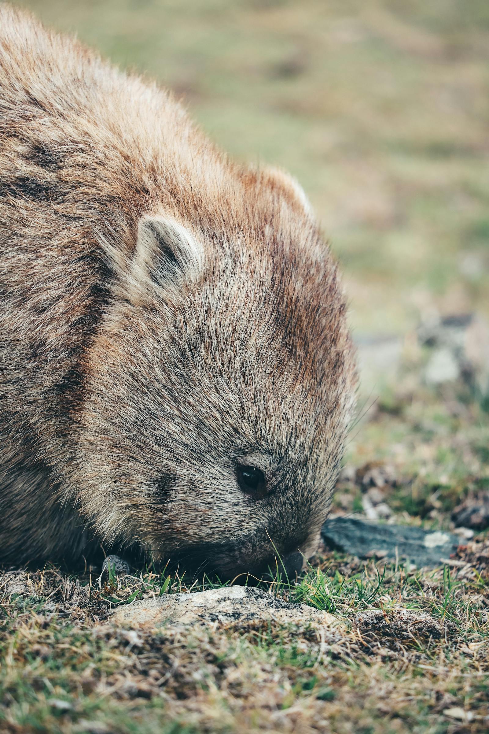 Wombat Photos, Download The BEST Free Wombat Stock Photos & HD Images