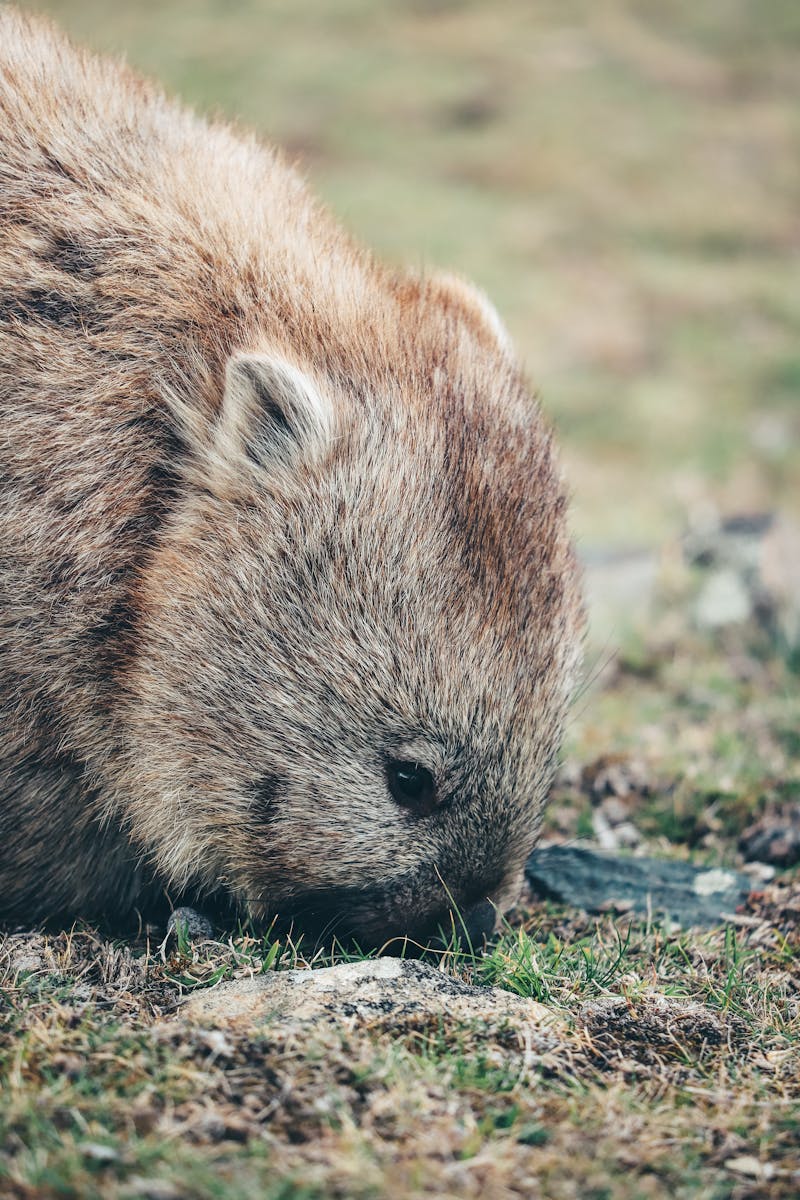 Wombat Photos, Download The BEST Free Wombat Stock Photos & HD Images