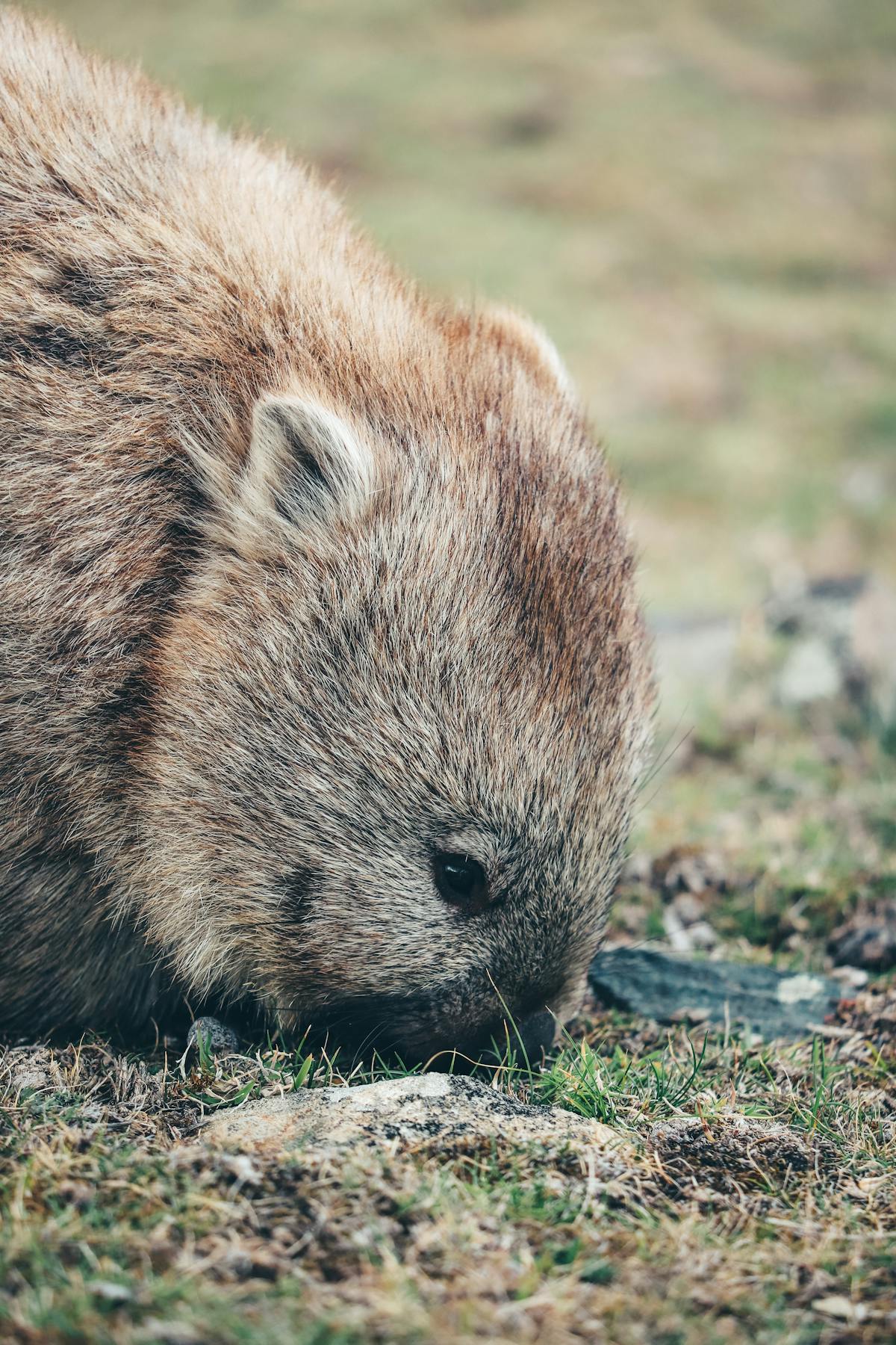 Wombat Photos, Download The BEST Free Wombat Stock Photos & HD Images