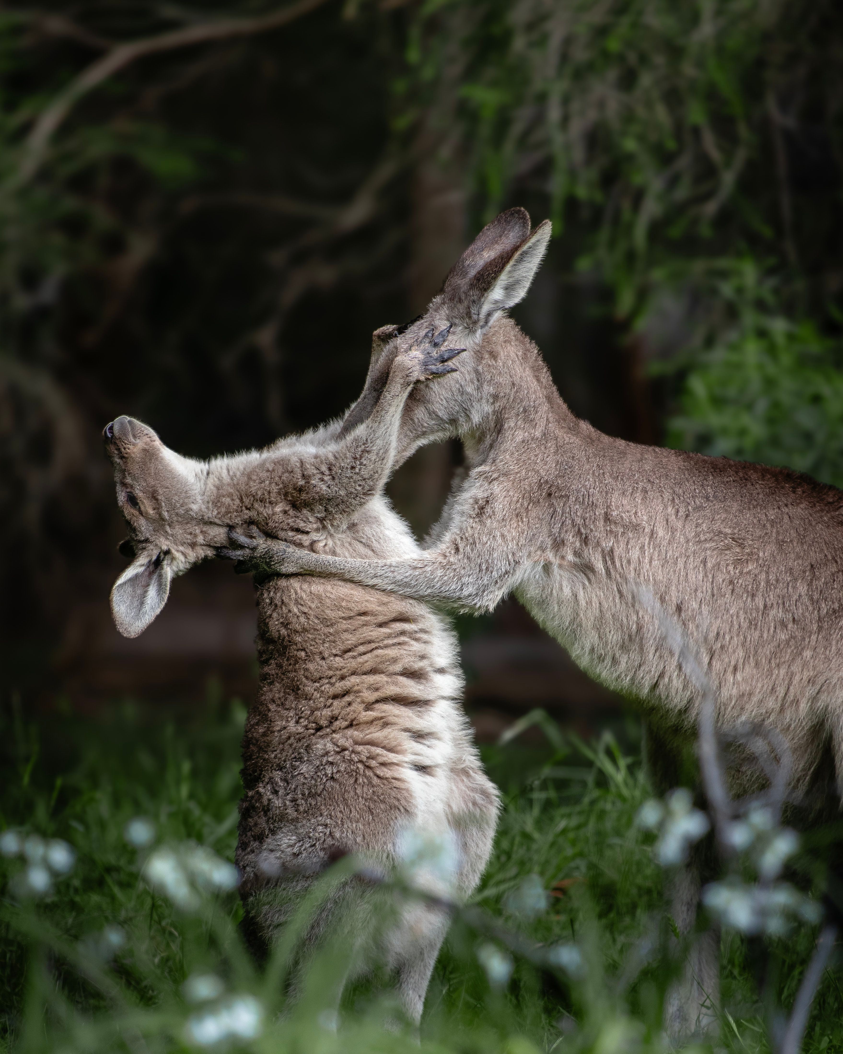 Kangaroos Together in Nature · Free Stock Photo