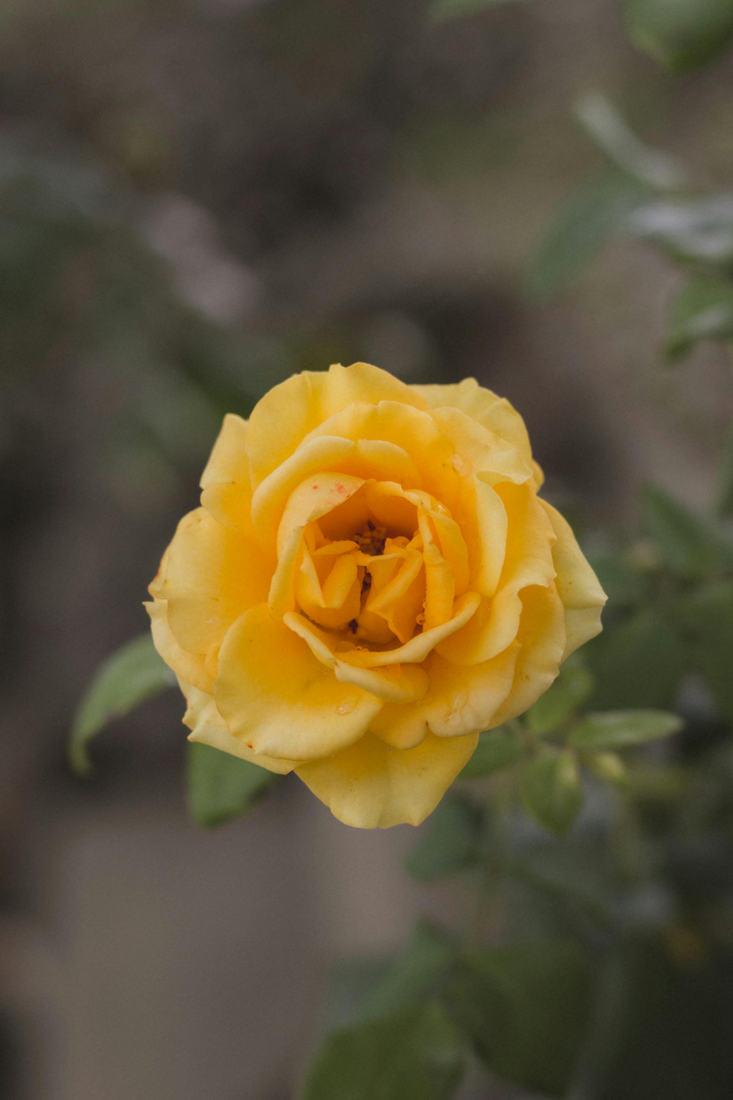 Closeup of a Yellow Rose · Free Stock Photo