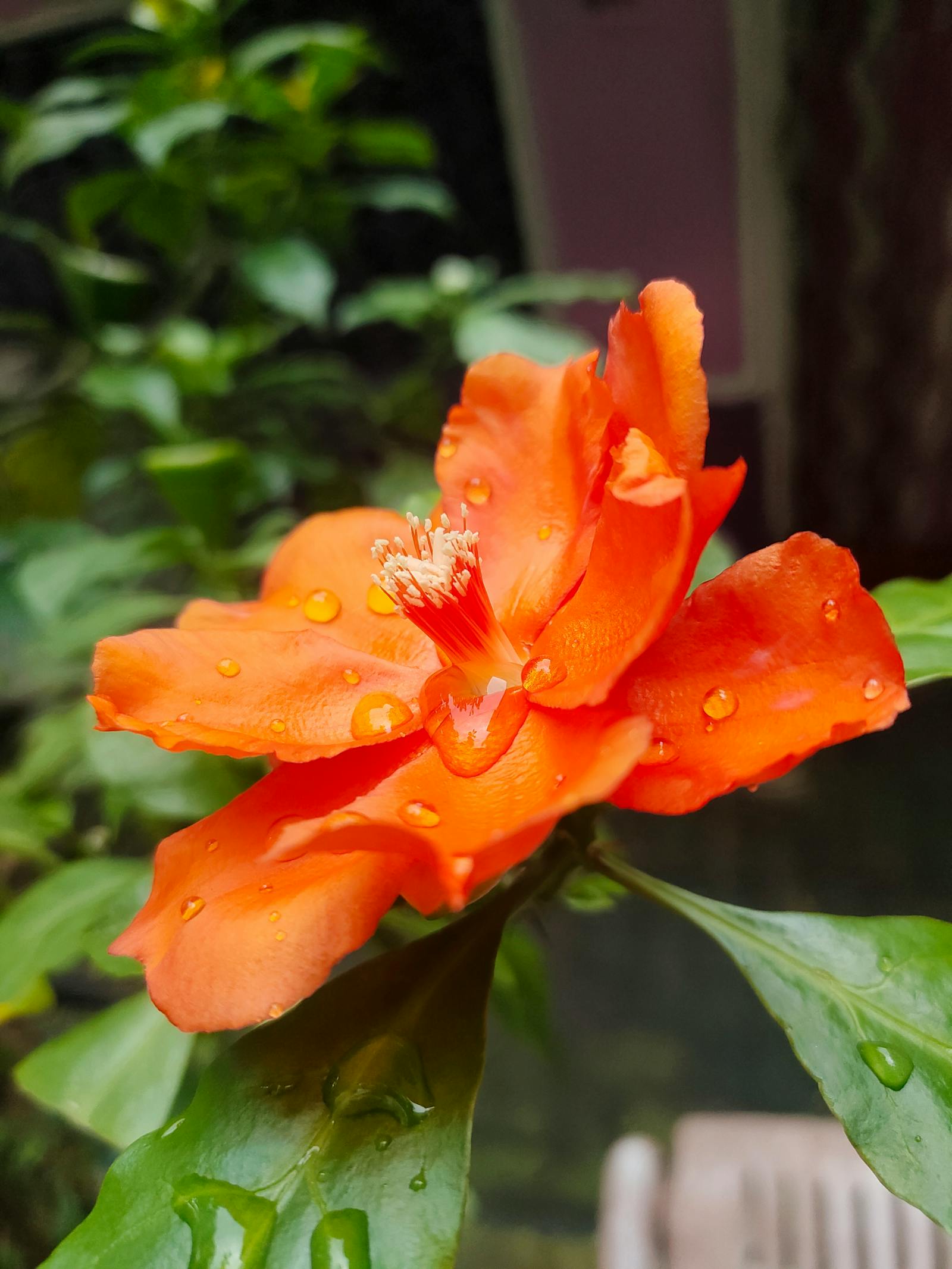 Orange Nature Photos, Download The BEST Free Orange Nature Stock Photos ...