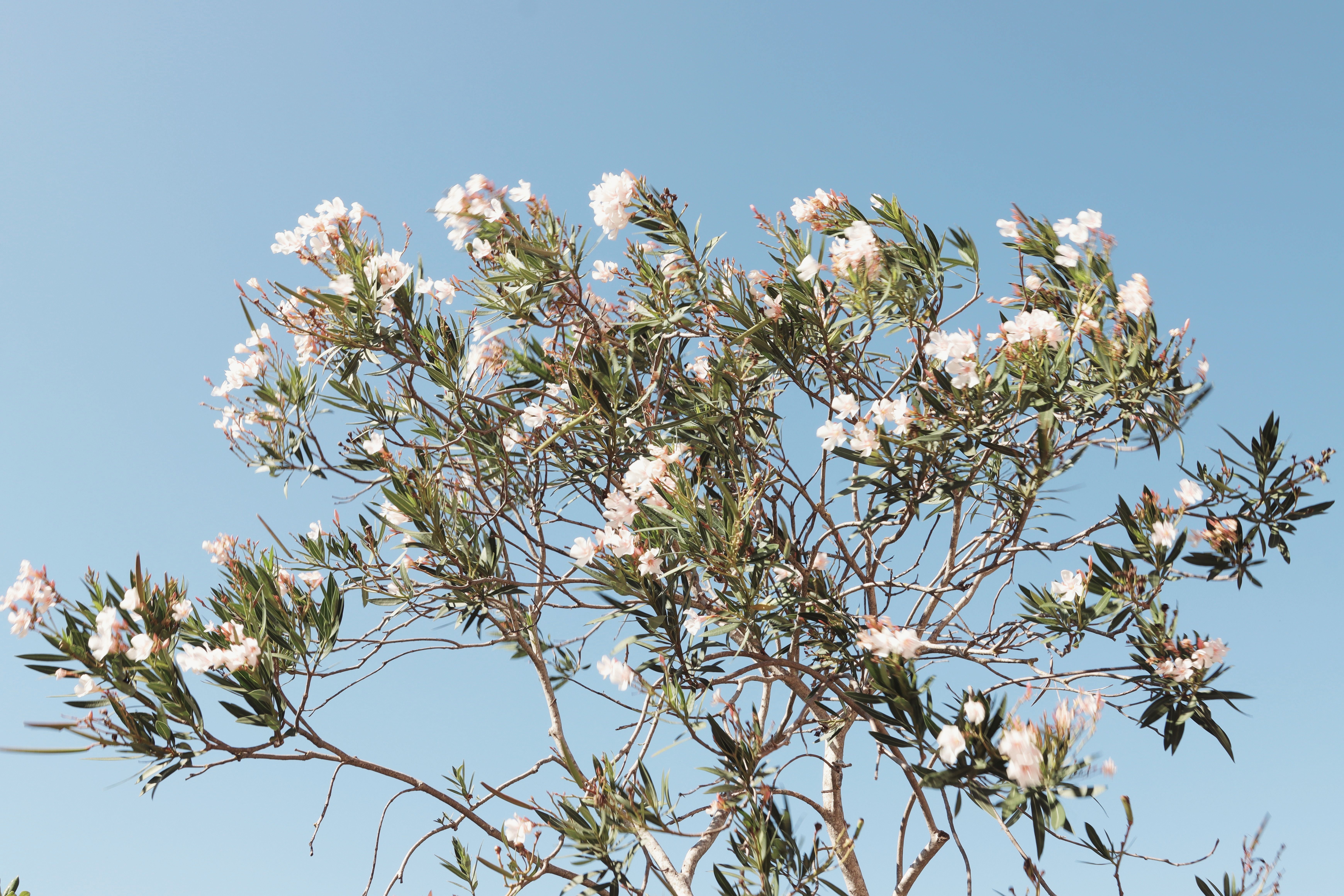White Flowering Tree Low-angle Photo at Daytime · Free Stock Photo
