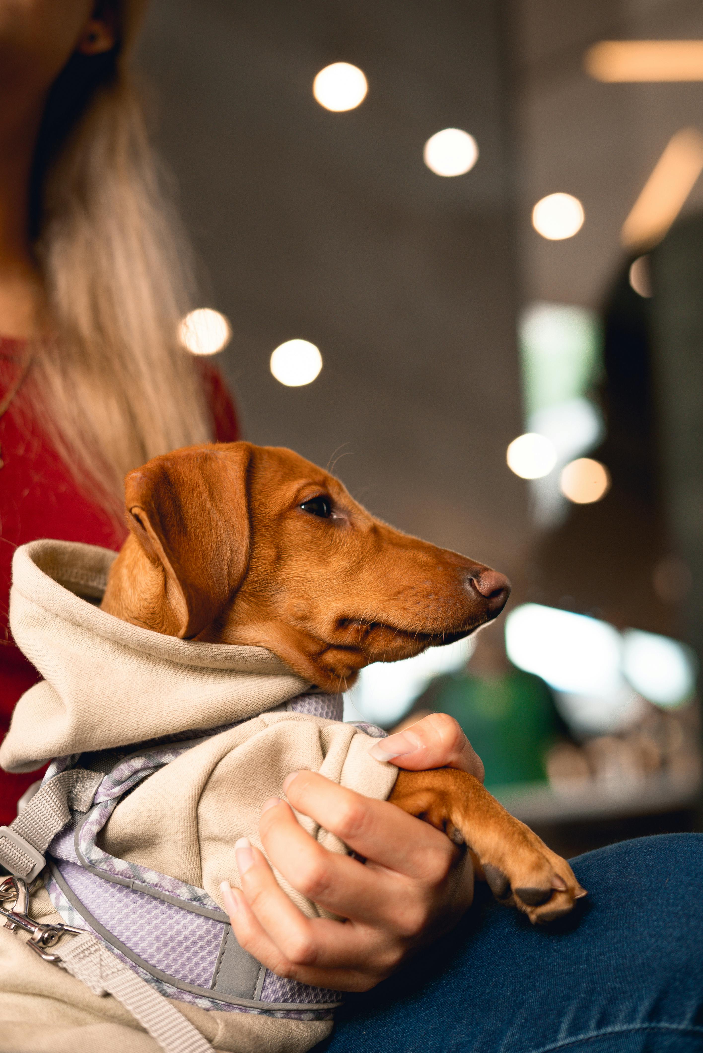 Cute Dog Friend Photos, Download The BEST Free Cute Dog Friend Stock ...