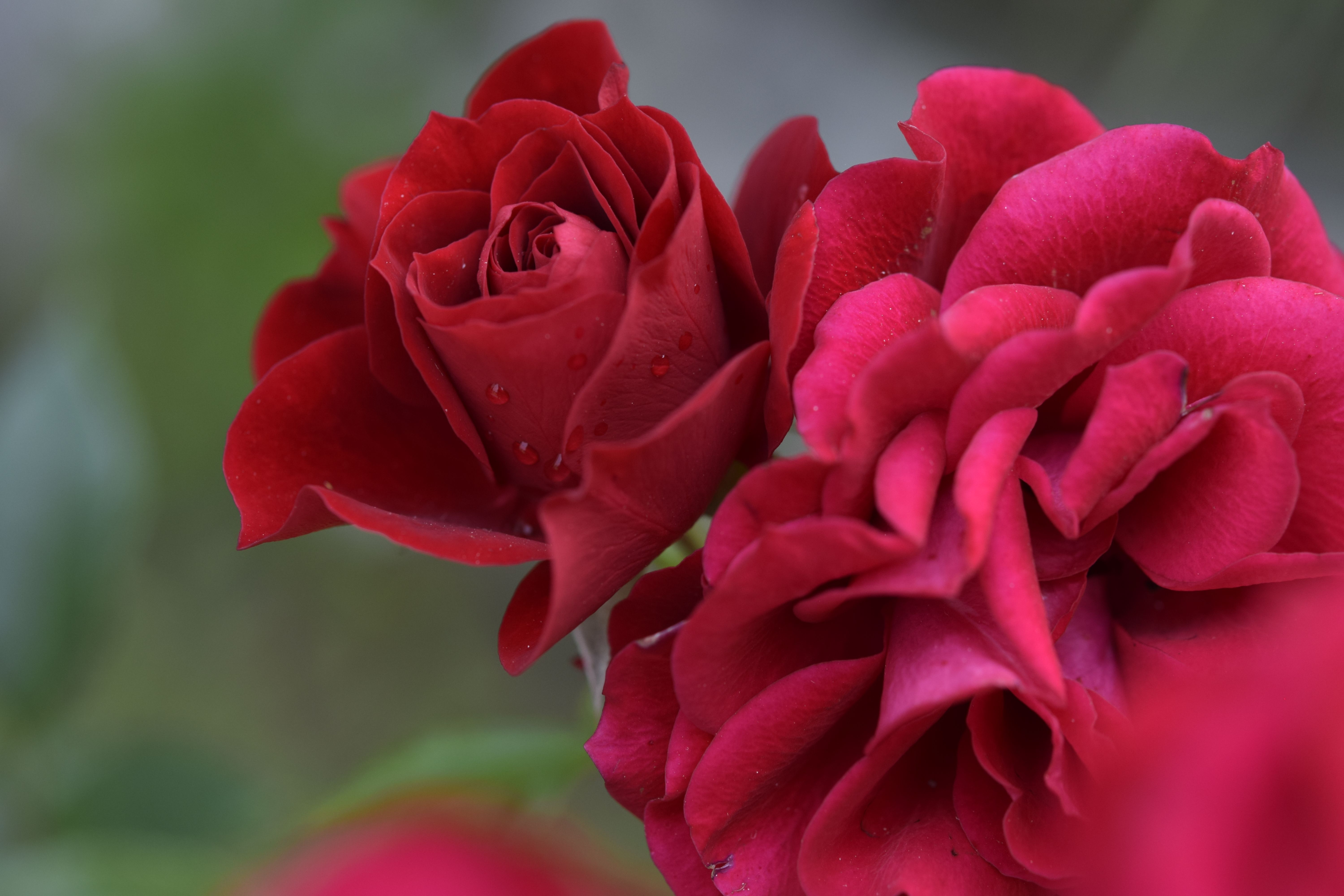 Red Roses in Close-up View · Free Stock Photo
