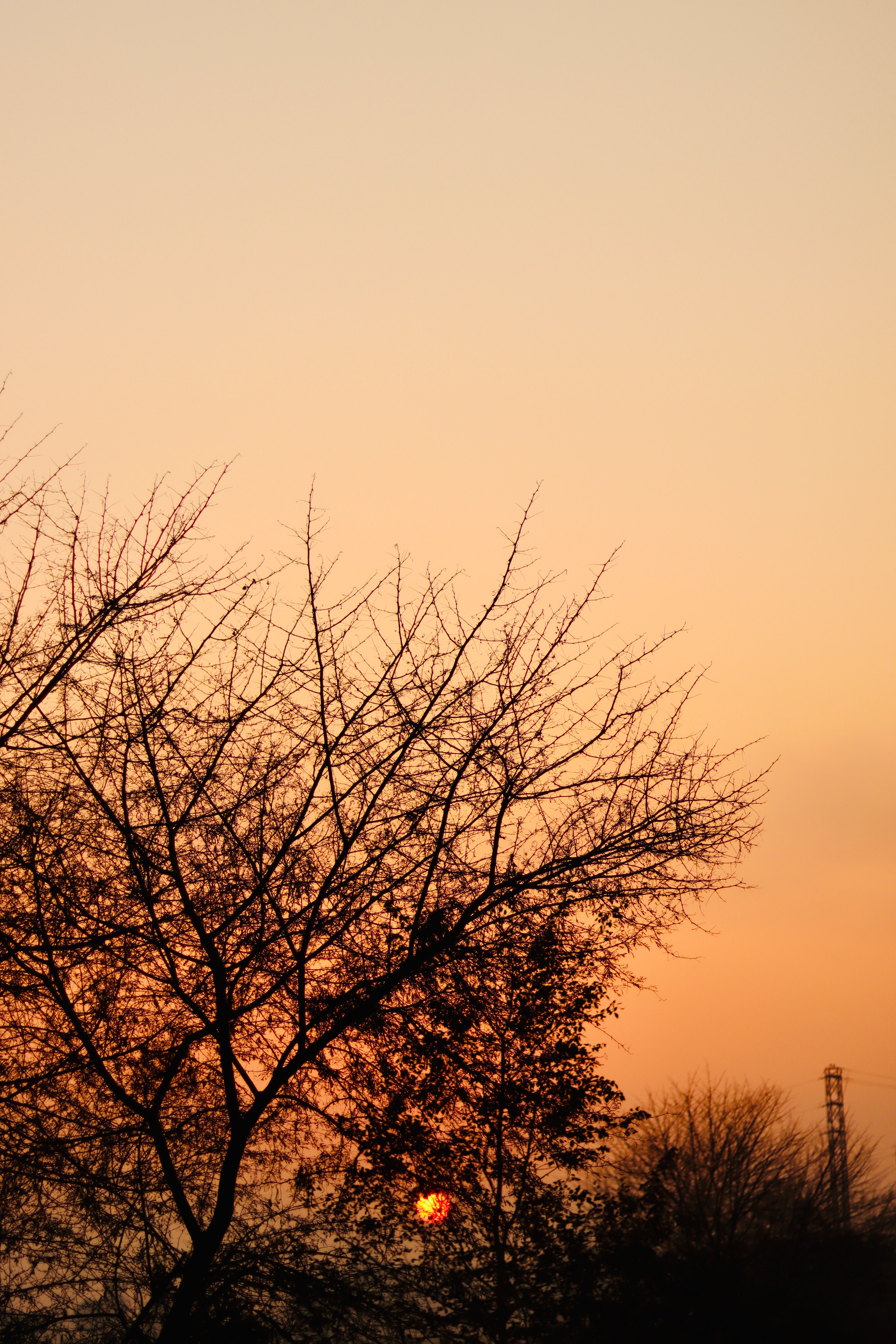 Silhouette of Tree During Sunset · Free Stock Photo