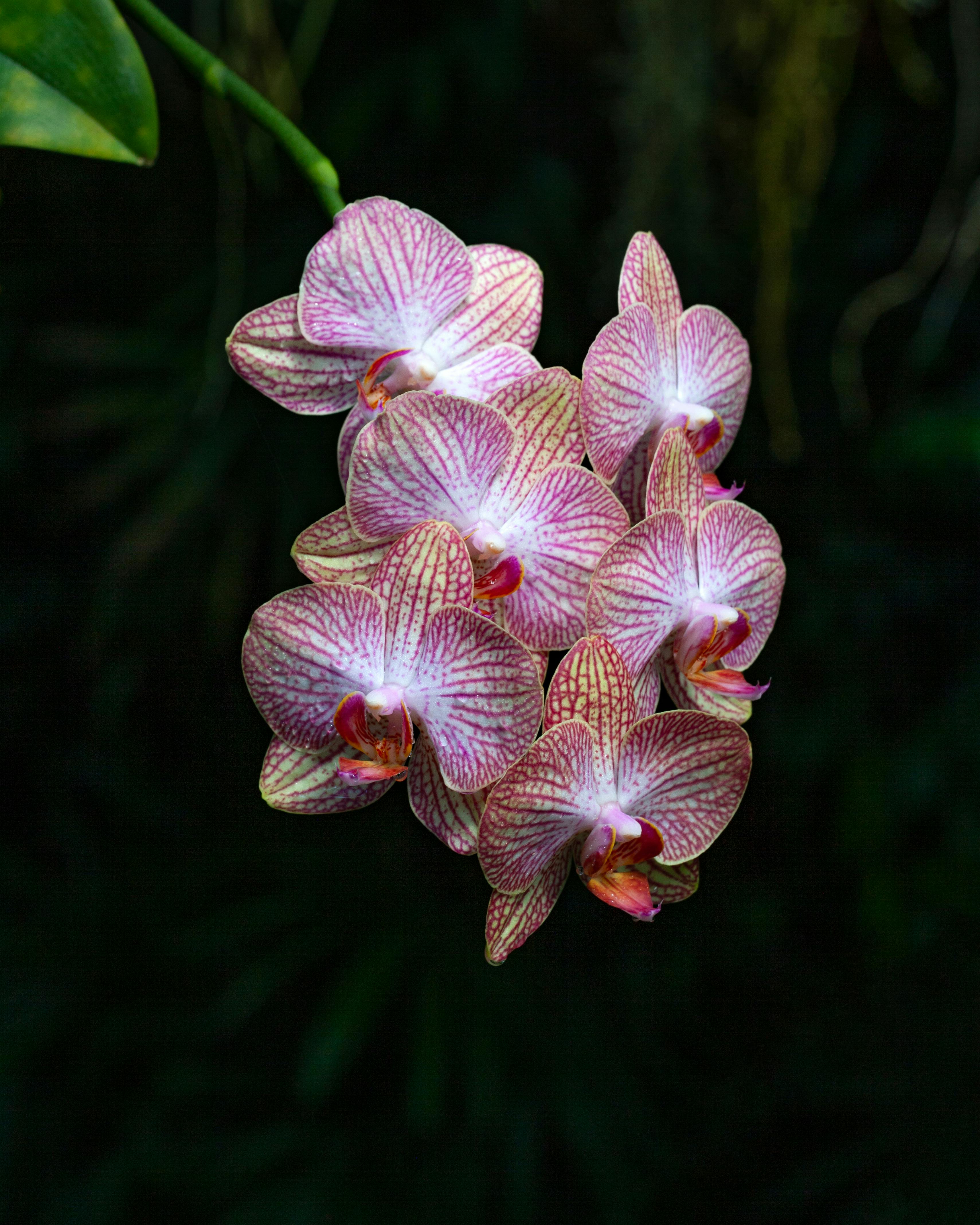 Beautiful Exotic Flower Photography