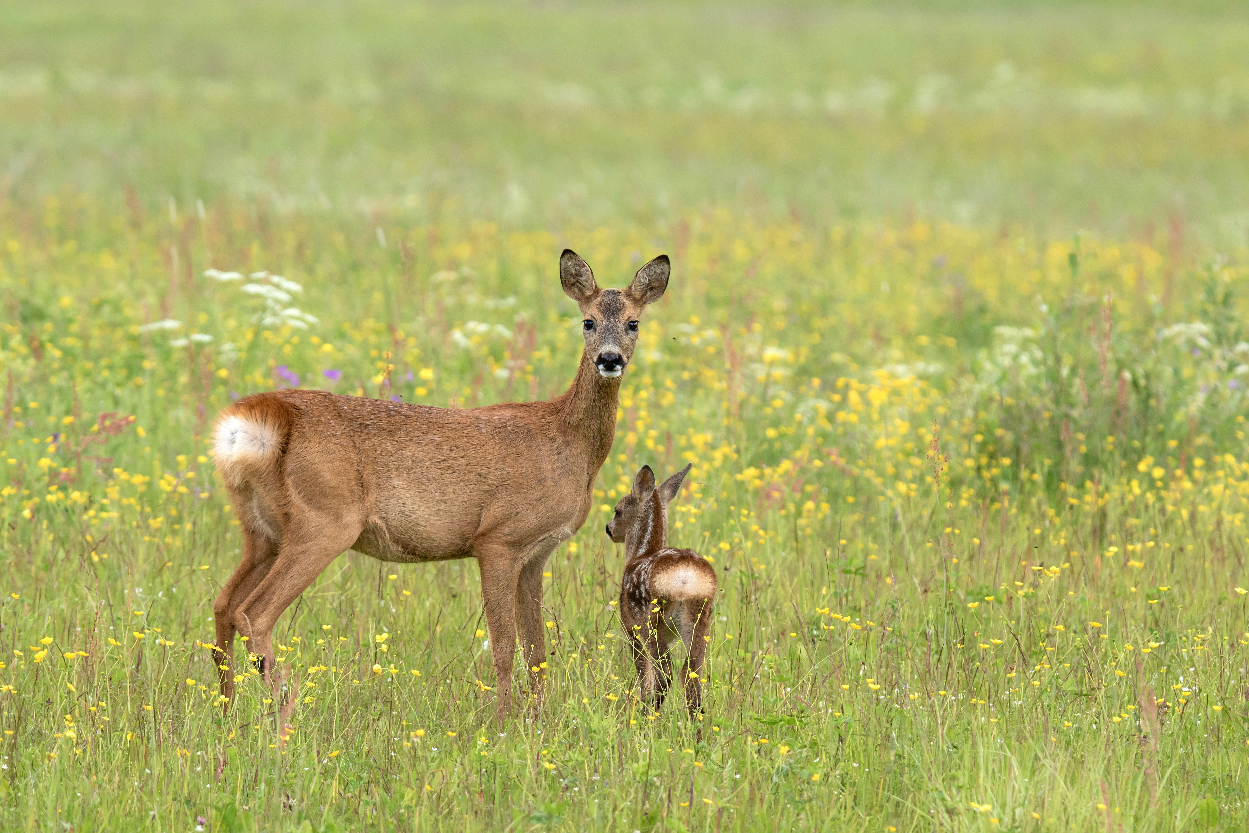 Deer Hunting Treestands Photos, Download The BEST Free Deer Hunting ...