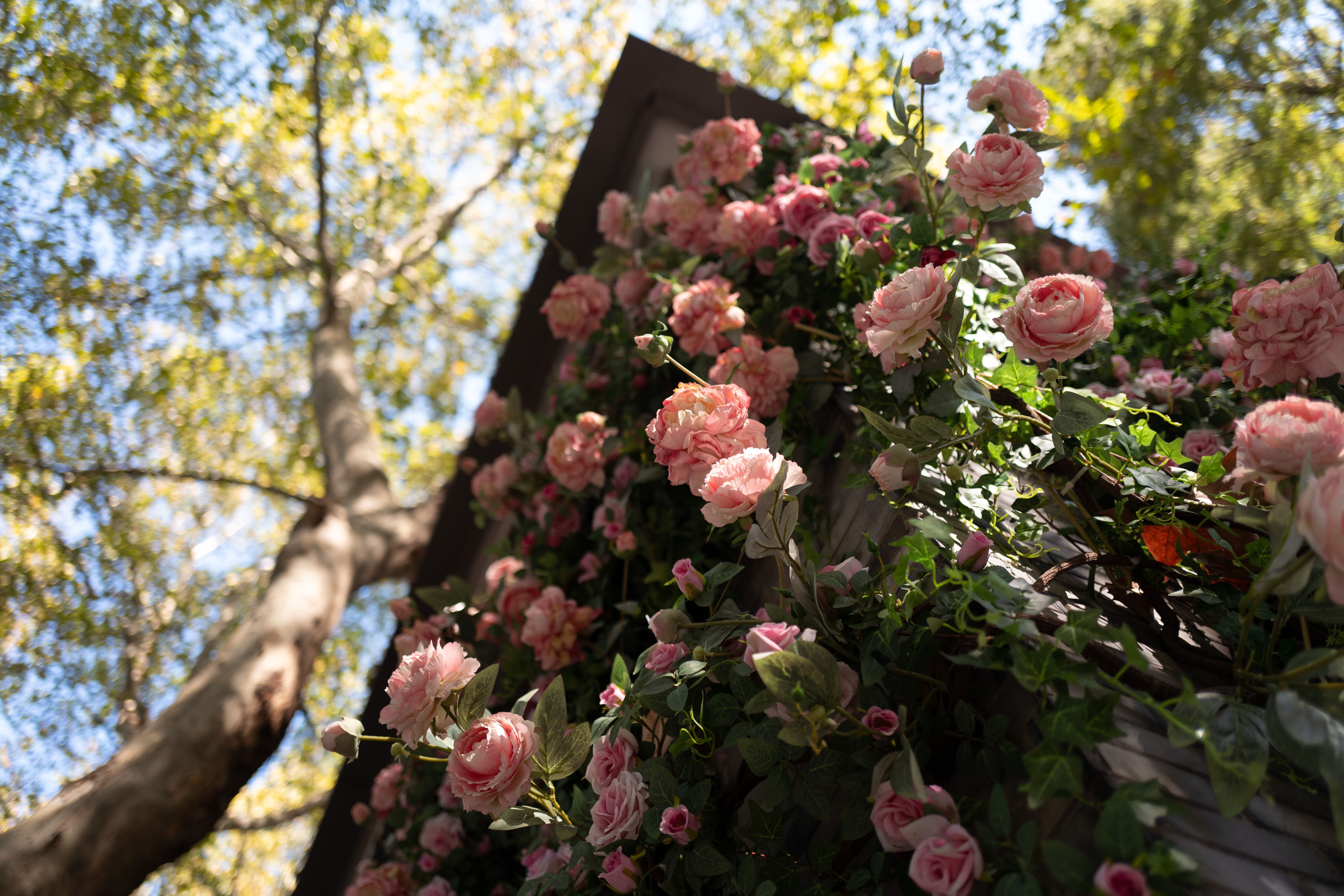 Pink Roses on Wall of House in Forest · Free Stock Photo