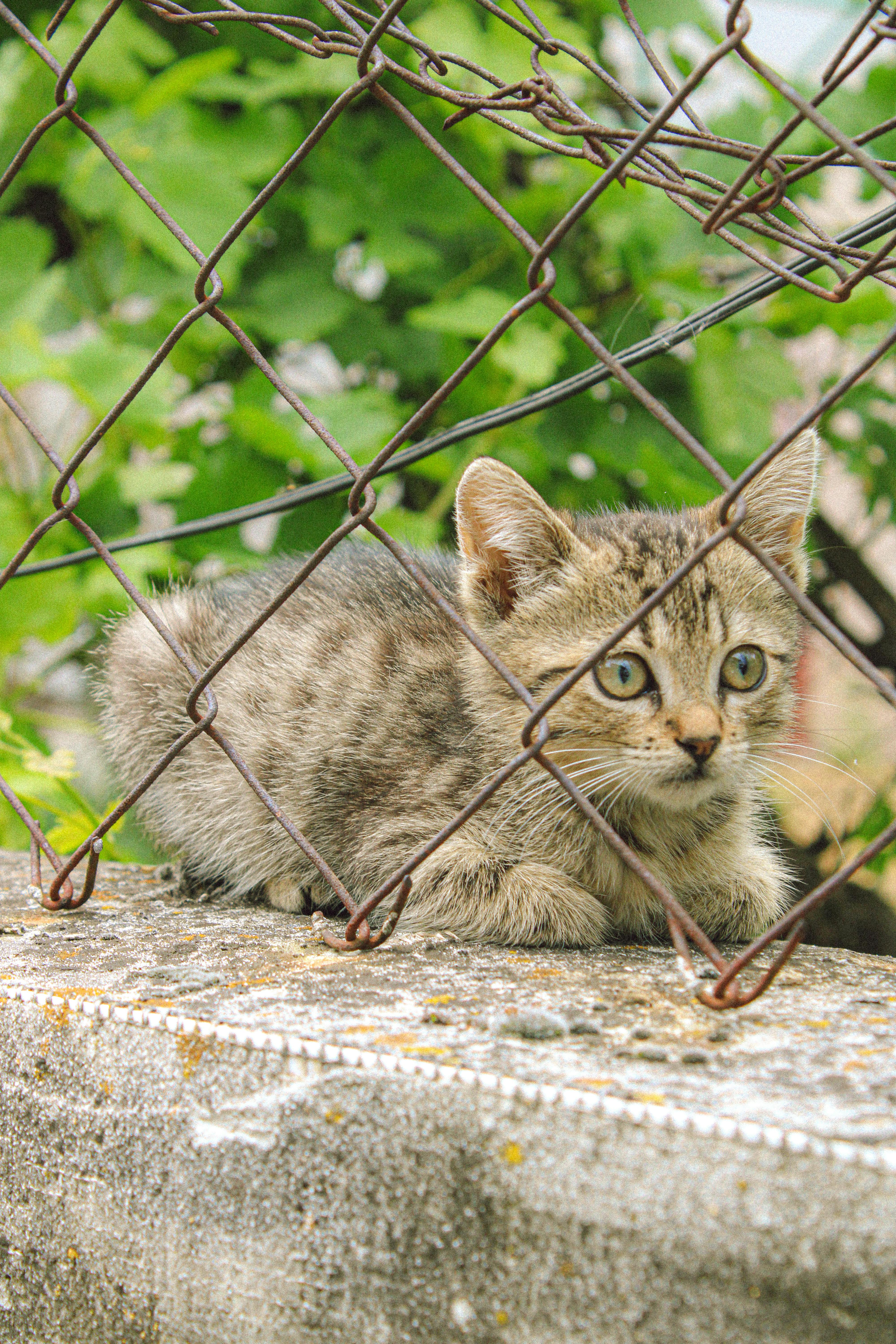 White Flower in Fence · Free Stock Photo