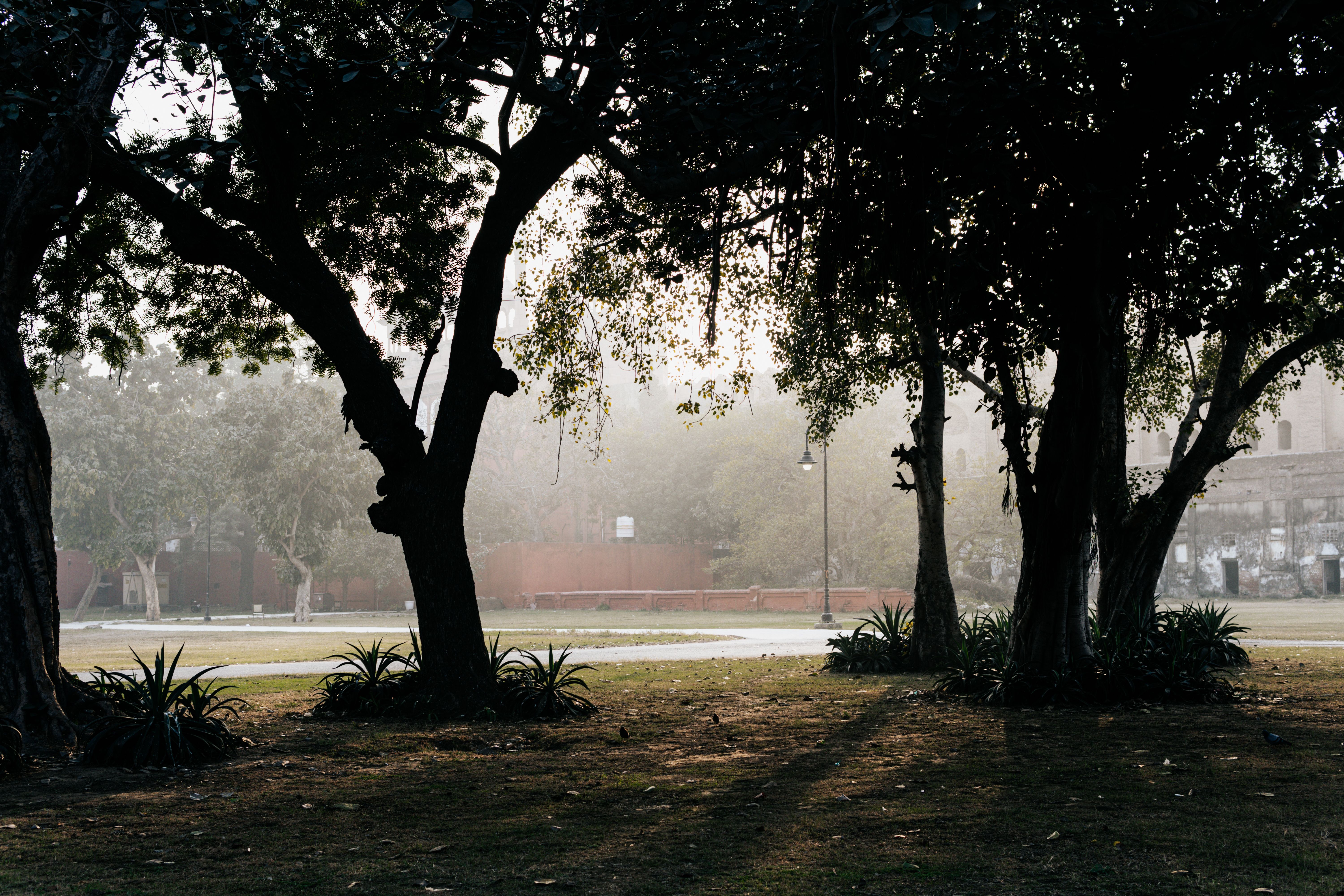 Shadow under Trees in City · Free Stock Photo