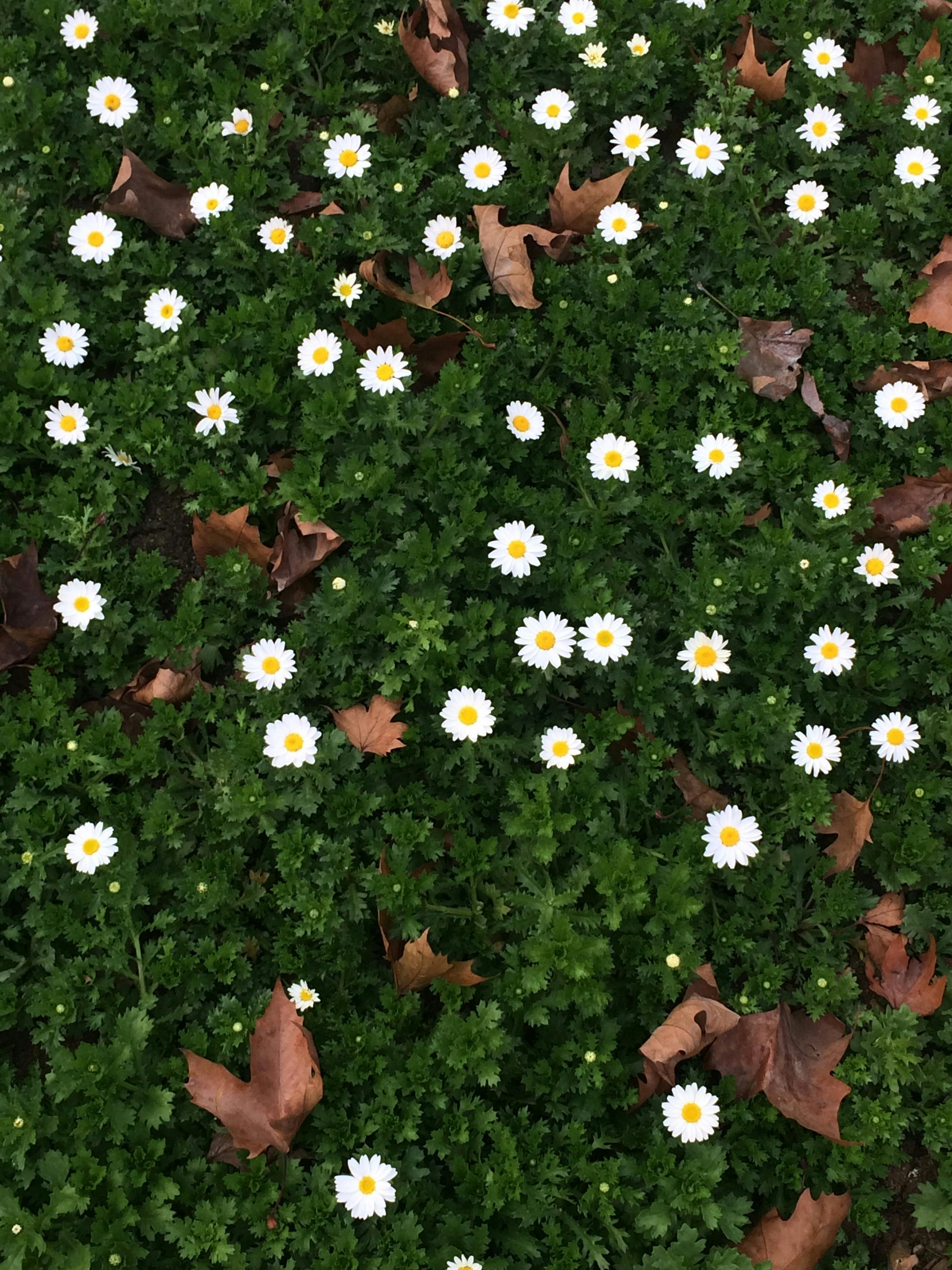 Meadow Flowers Photos, Download The BEST Free Meadow Flowers Stock ...