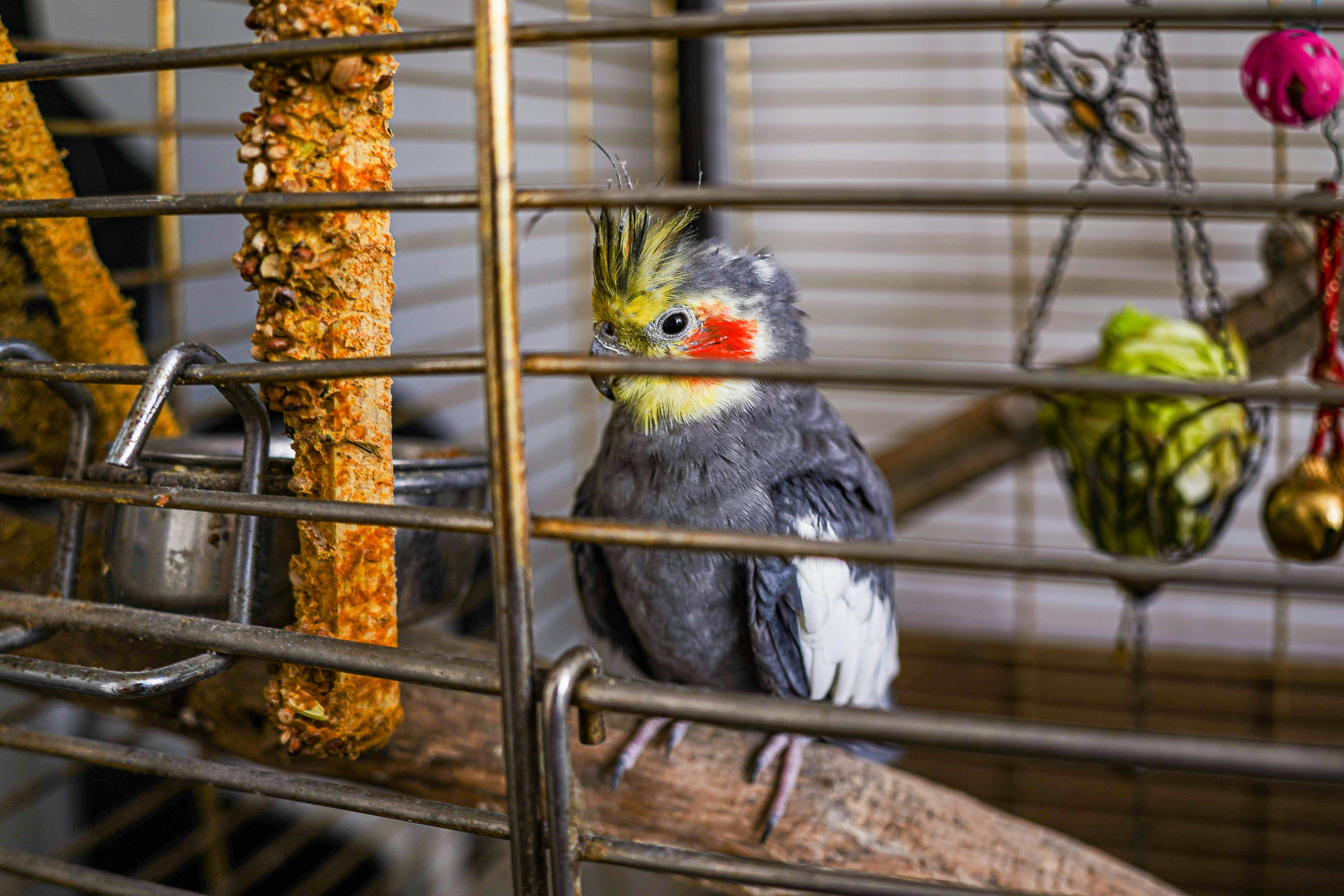 Parrot in a Cage · Free Stock Photo