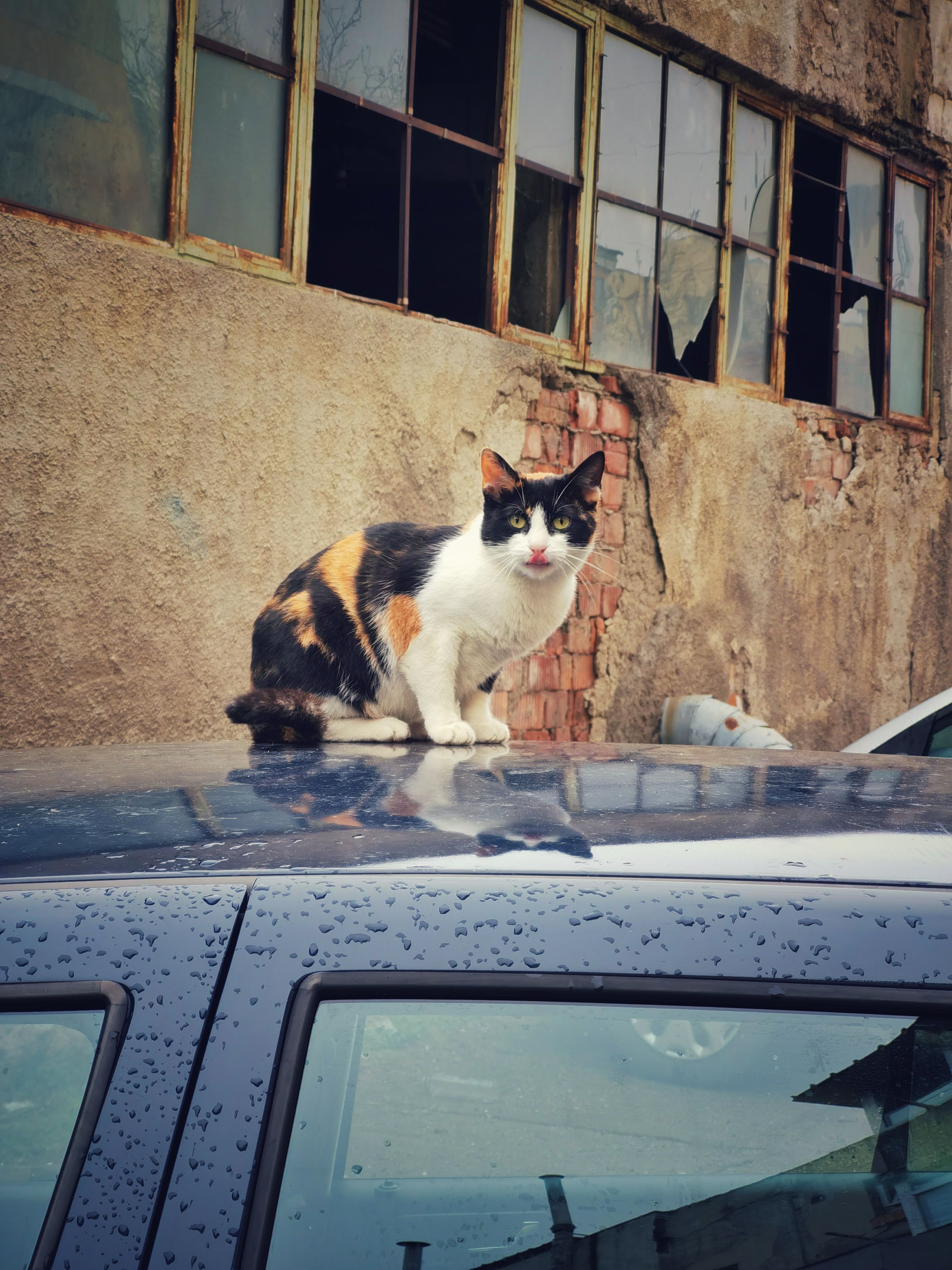 Cat Sitting on Car · Free Stock Photo