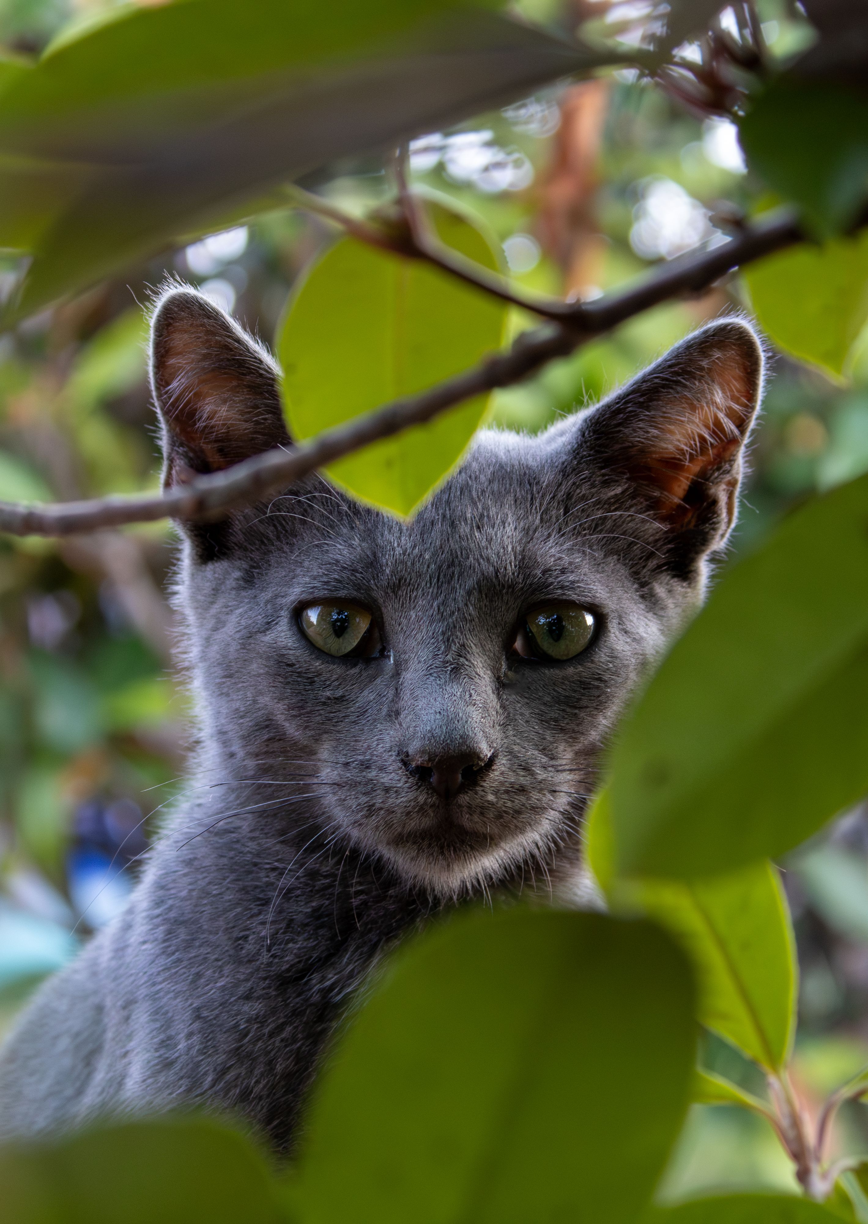 Sweet Kitten · Free Stock Photo
