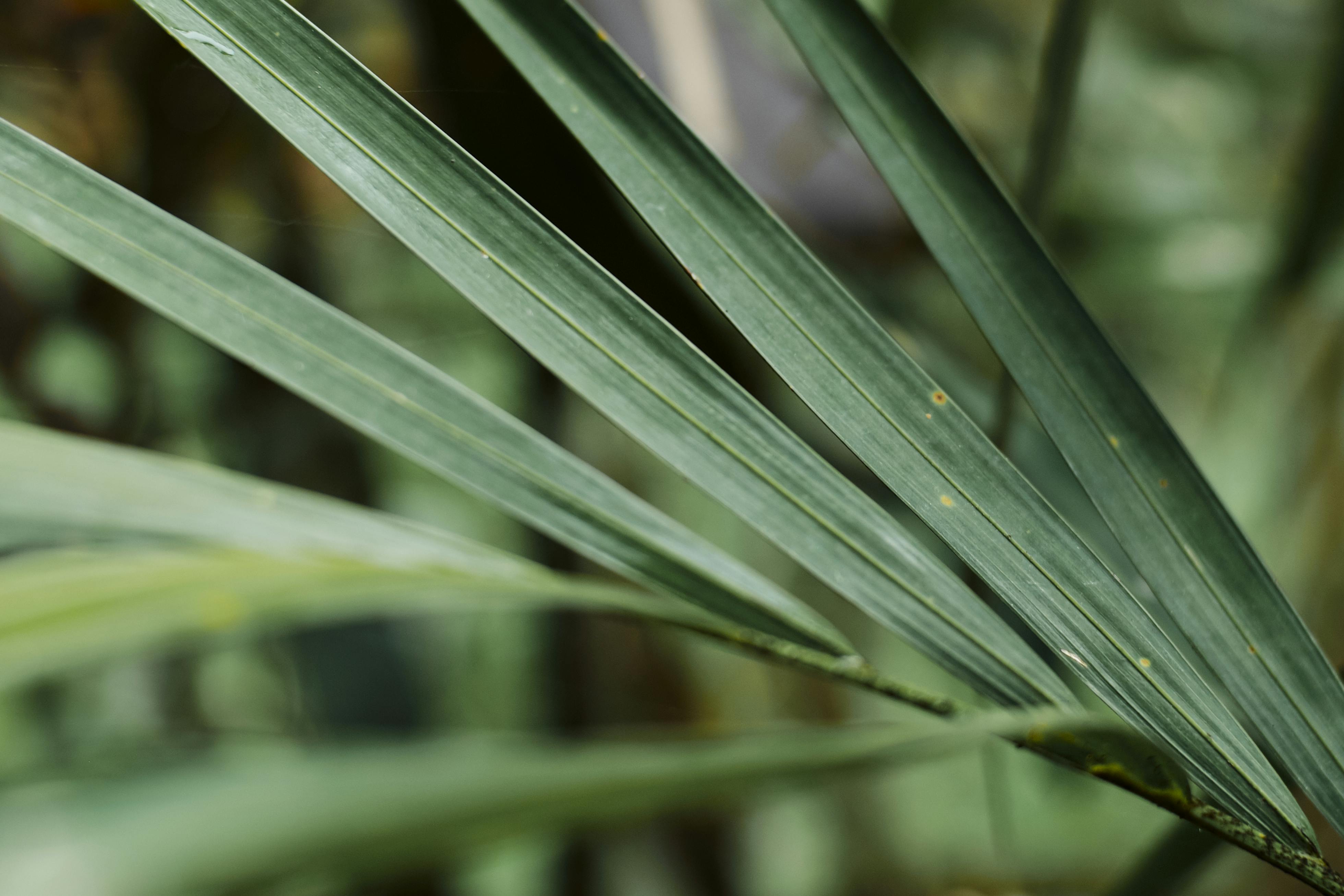 Mark Tacatani - 사진