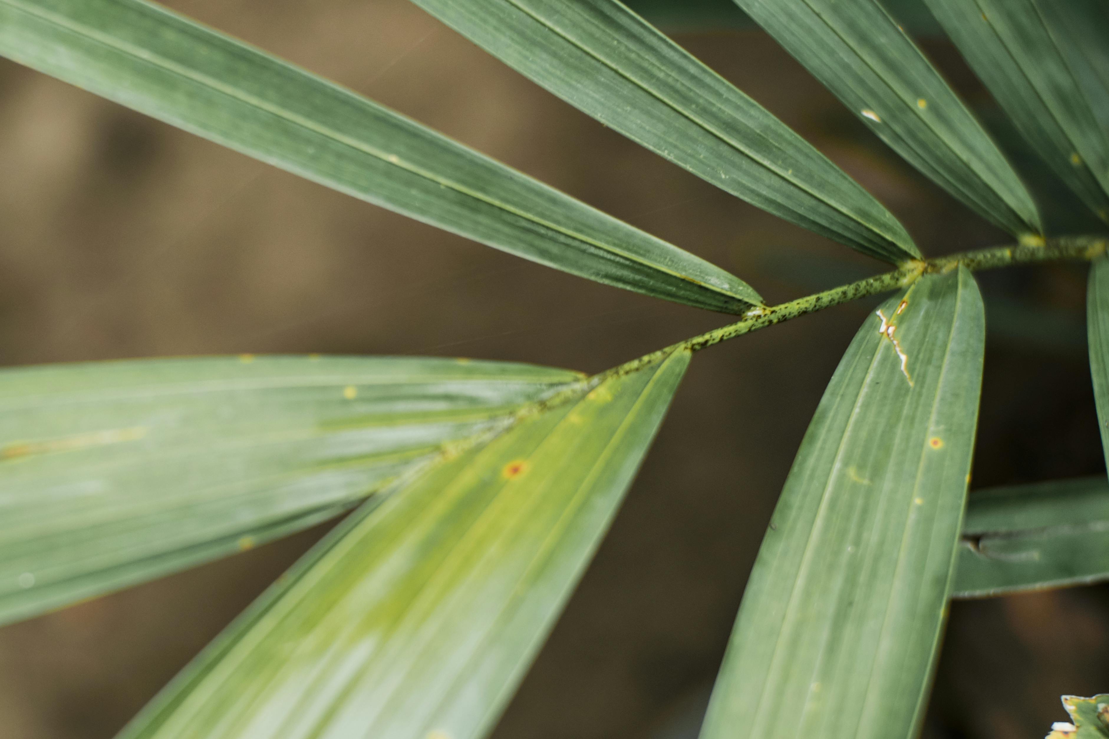 Mark Tacatani - 사진