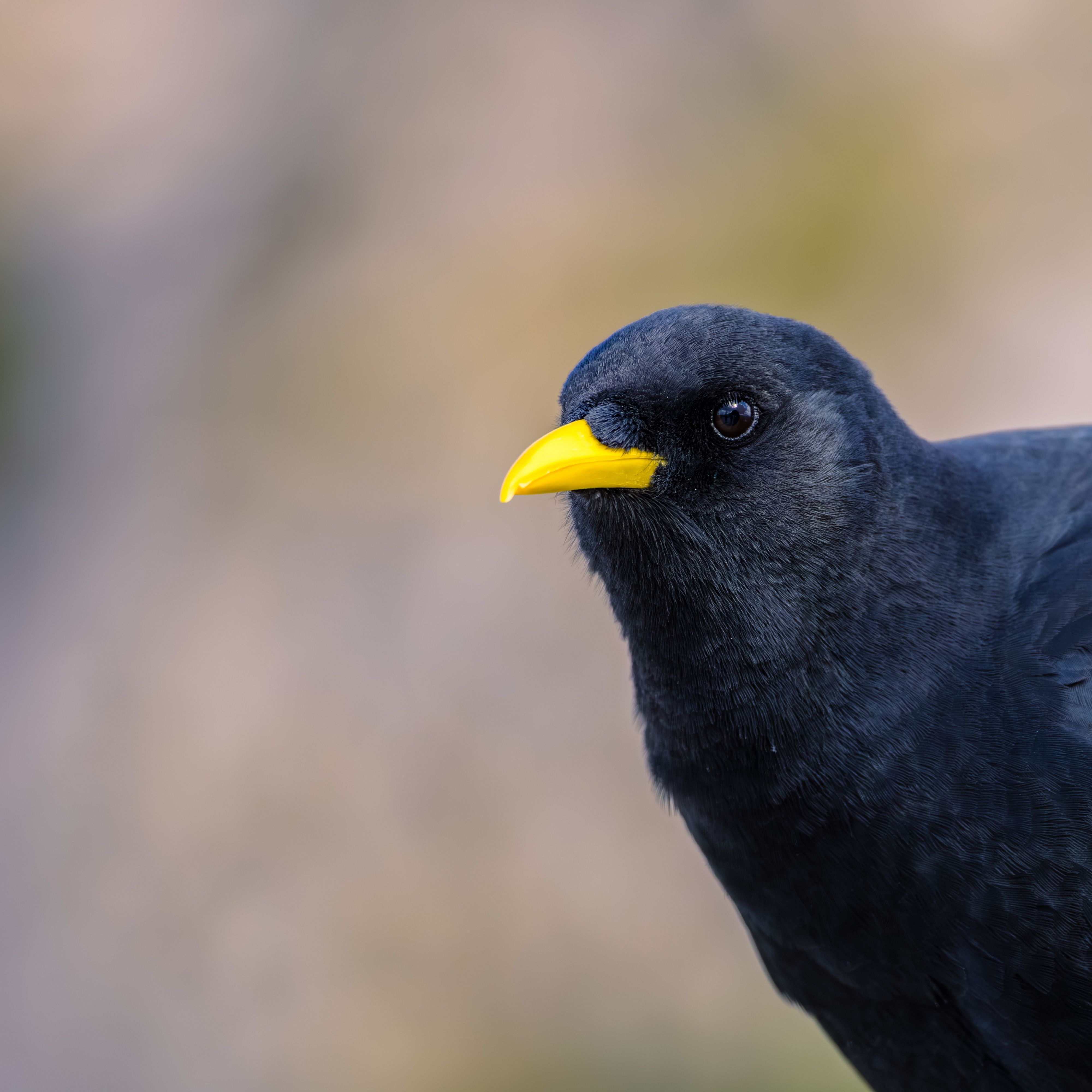 70.000+ C4k Wallpaper Bilder und Fotos · Kostenlos Downloaden · Pexels ...